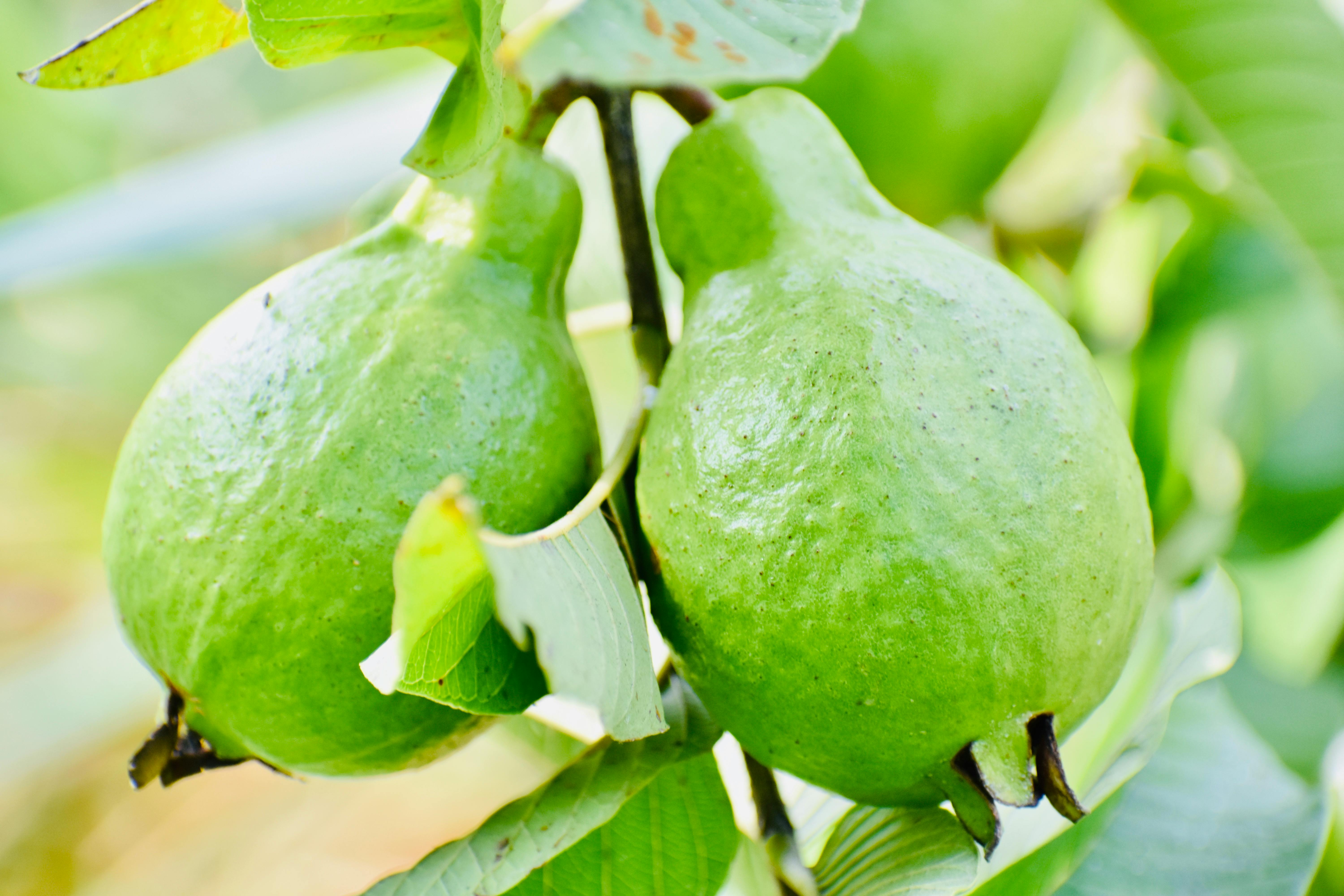 A Close-Up Shot of Guavas · Free Stock Photo