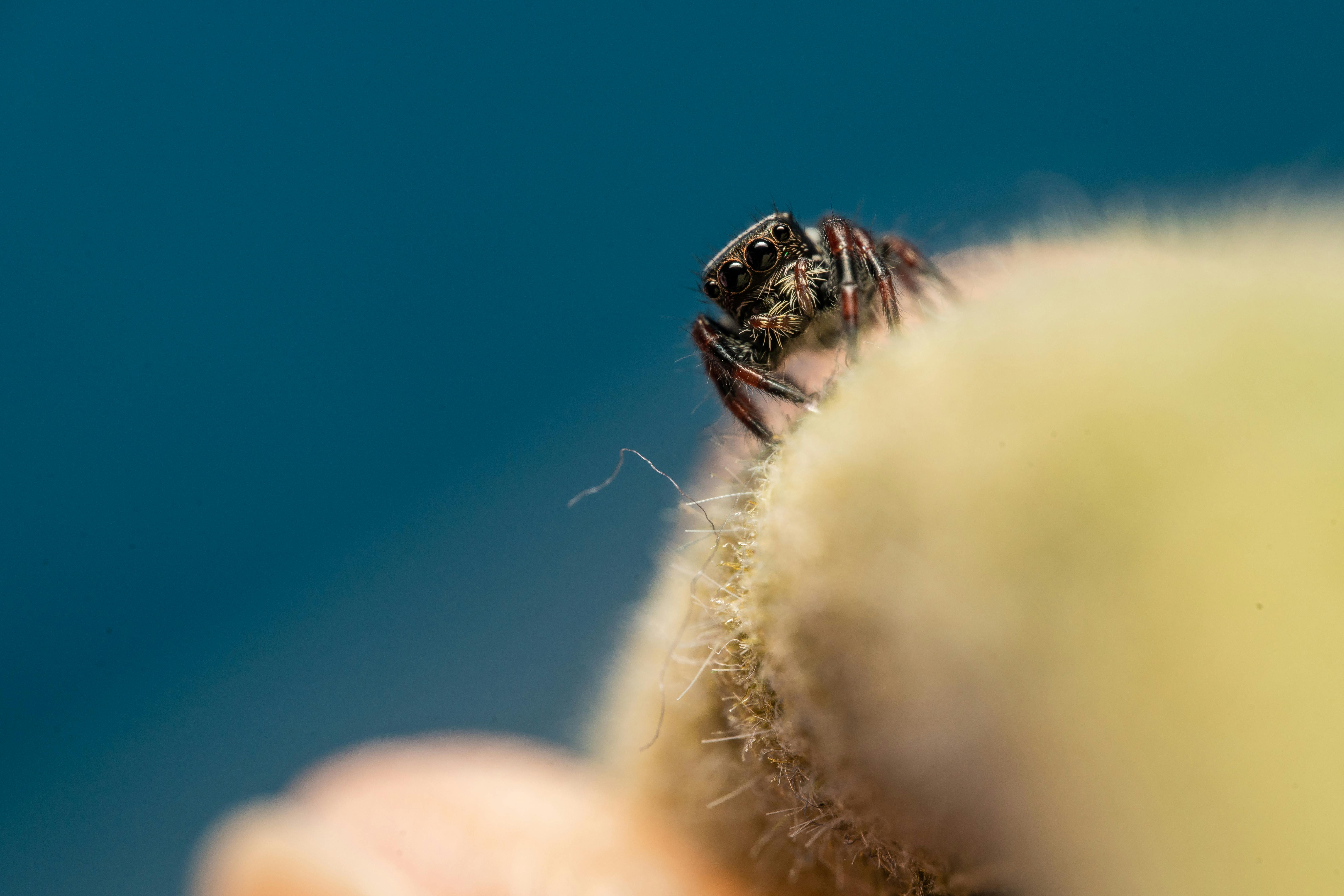 Large Spider in Close Up · Free Stock Photo