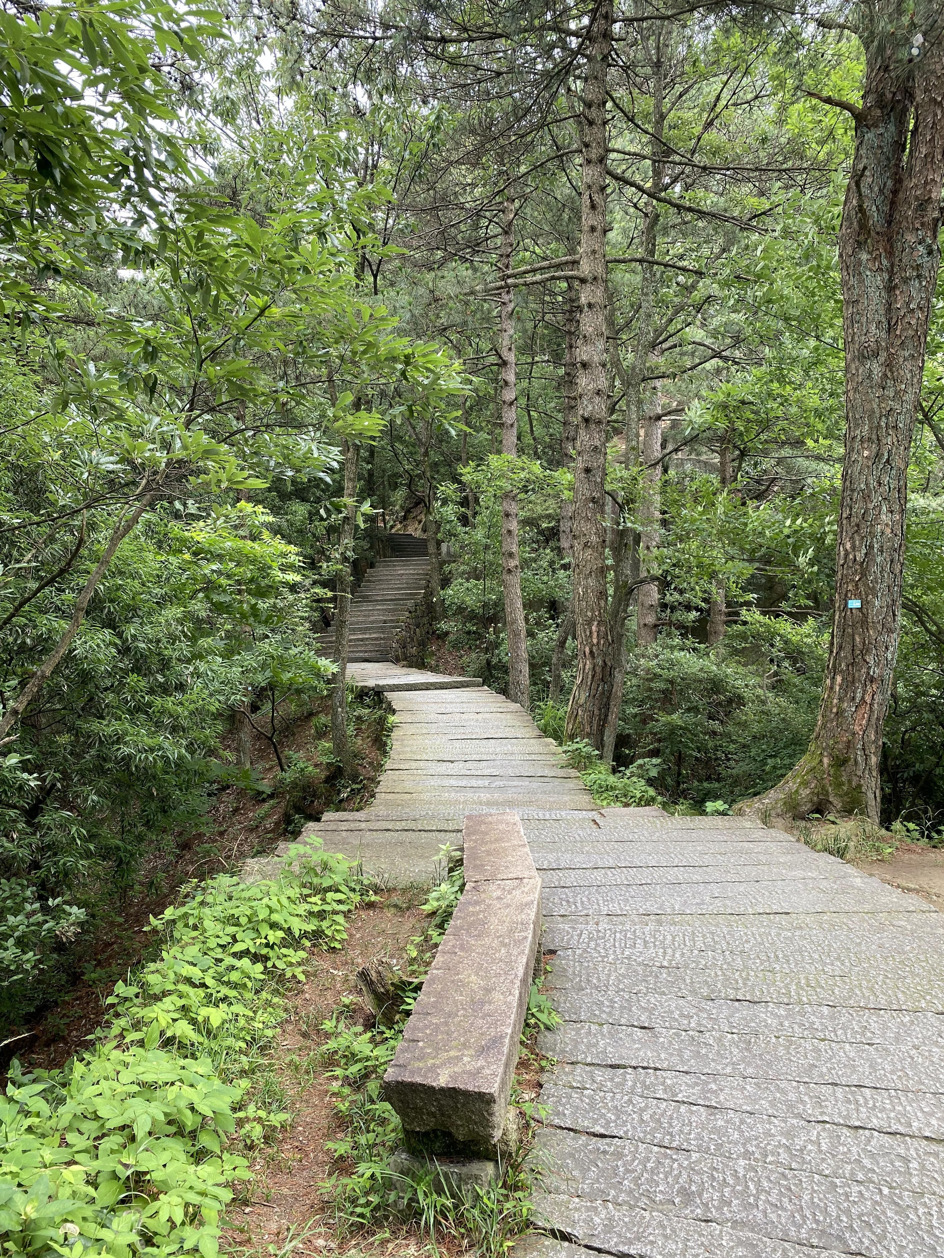 A Pathway Between Green Trees · Free Stock Photo
