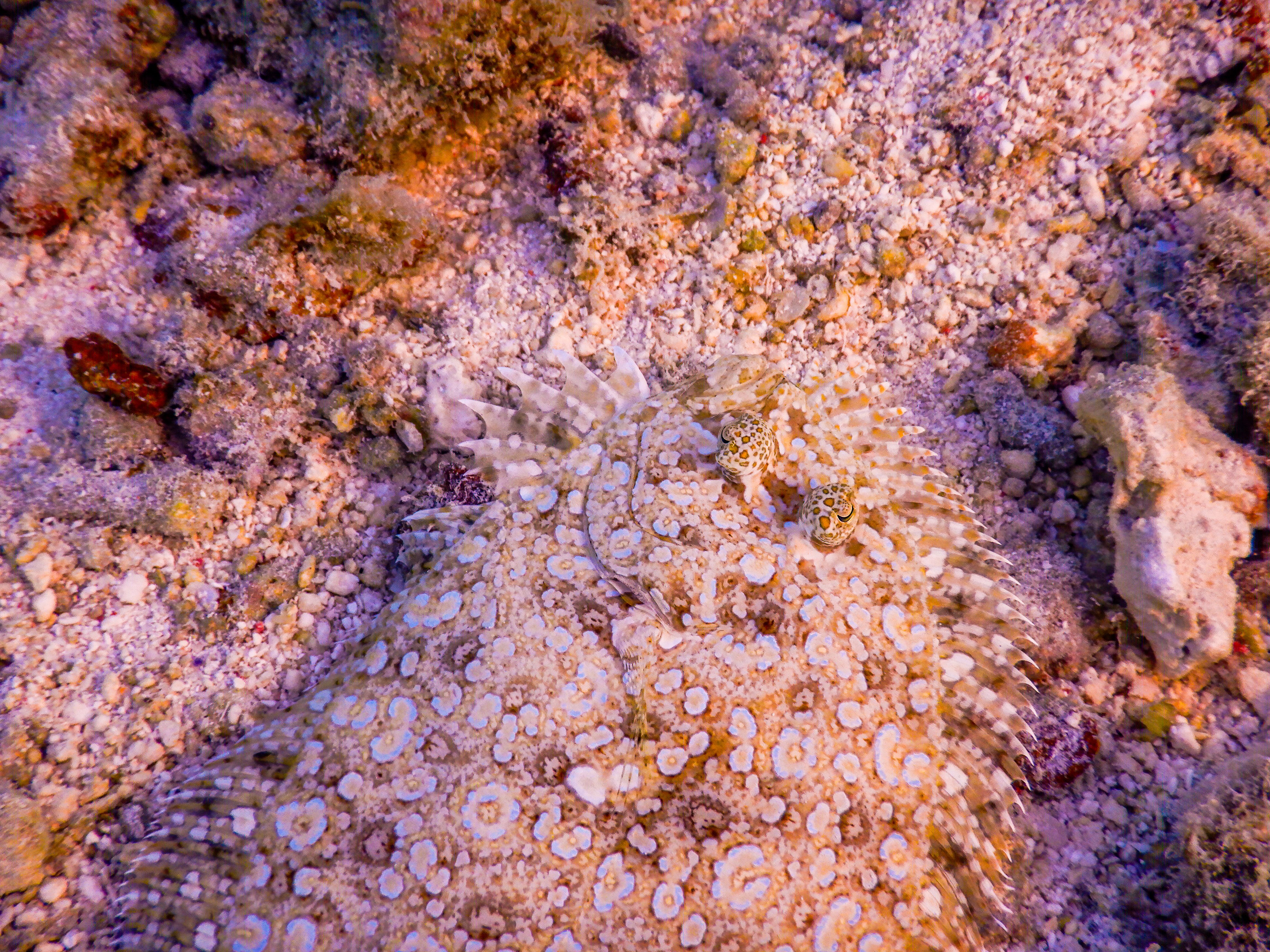 Intro Coral Photos, Download The BEST Free Intro Coral Stock Photos ...