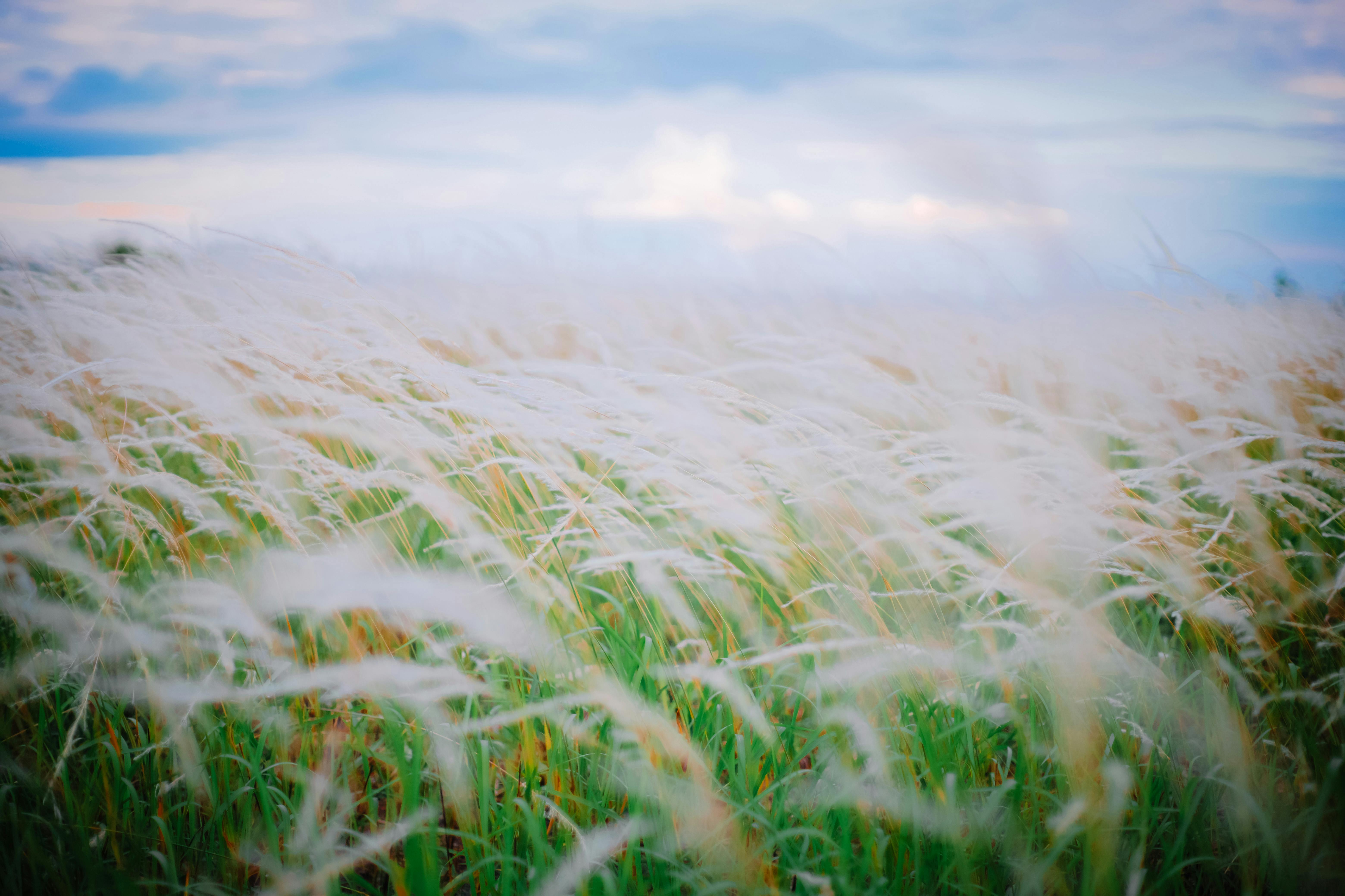 Photo of a Grass Field · Free Stock Photo
