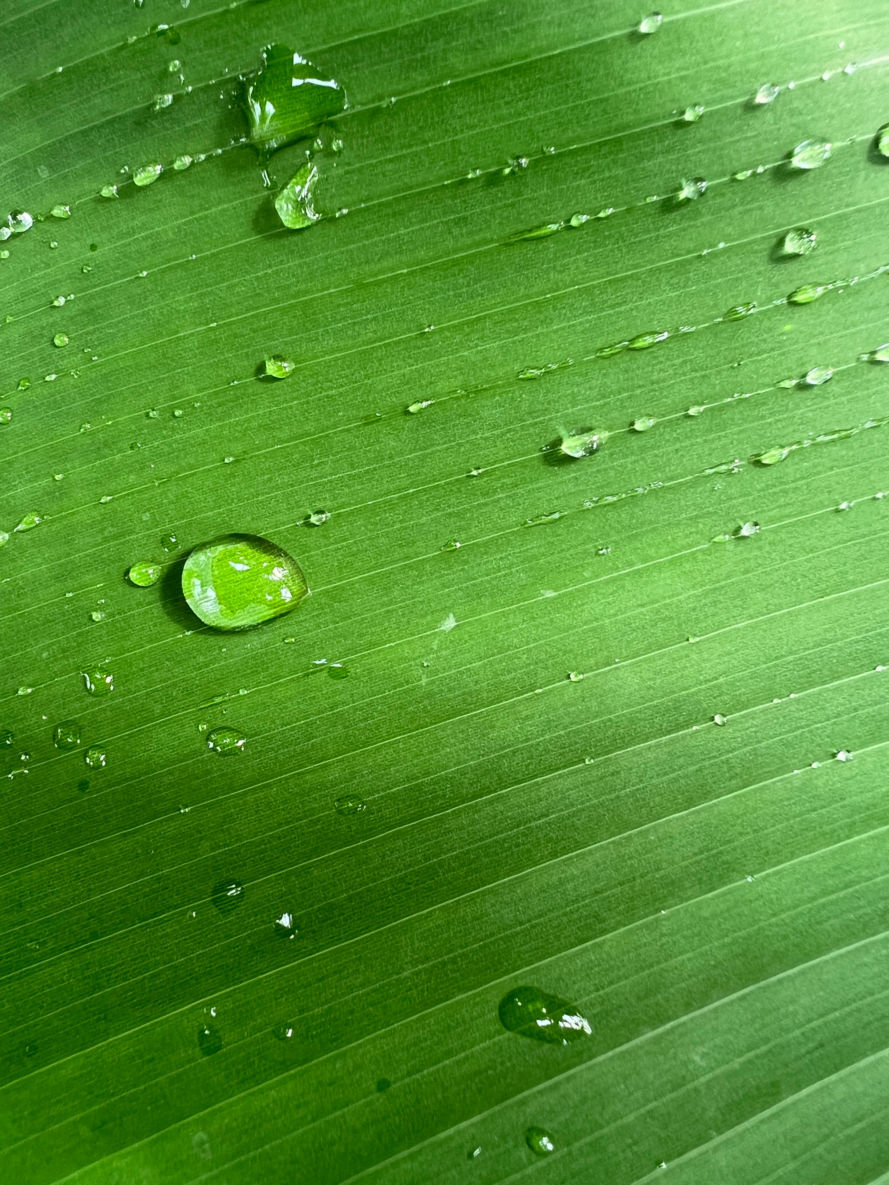 Water Droplets on Long Leaf · Free Stock Photo