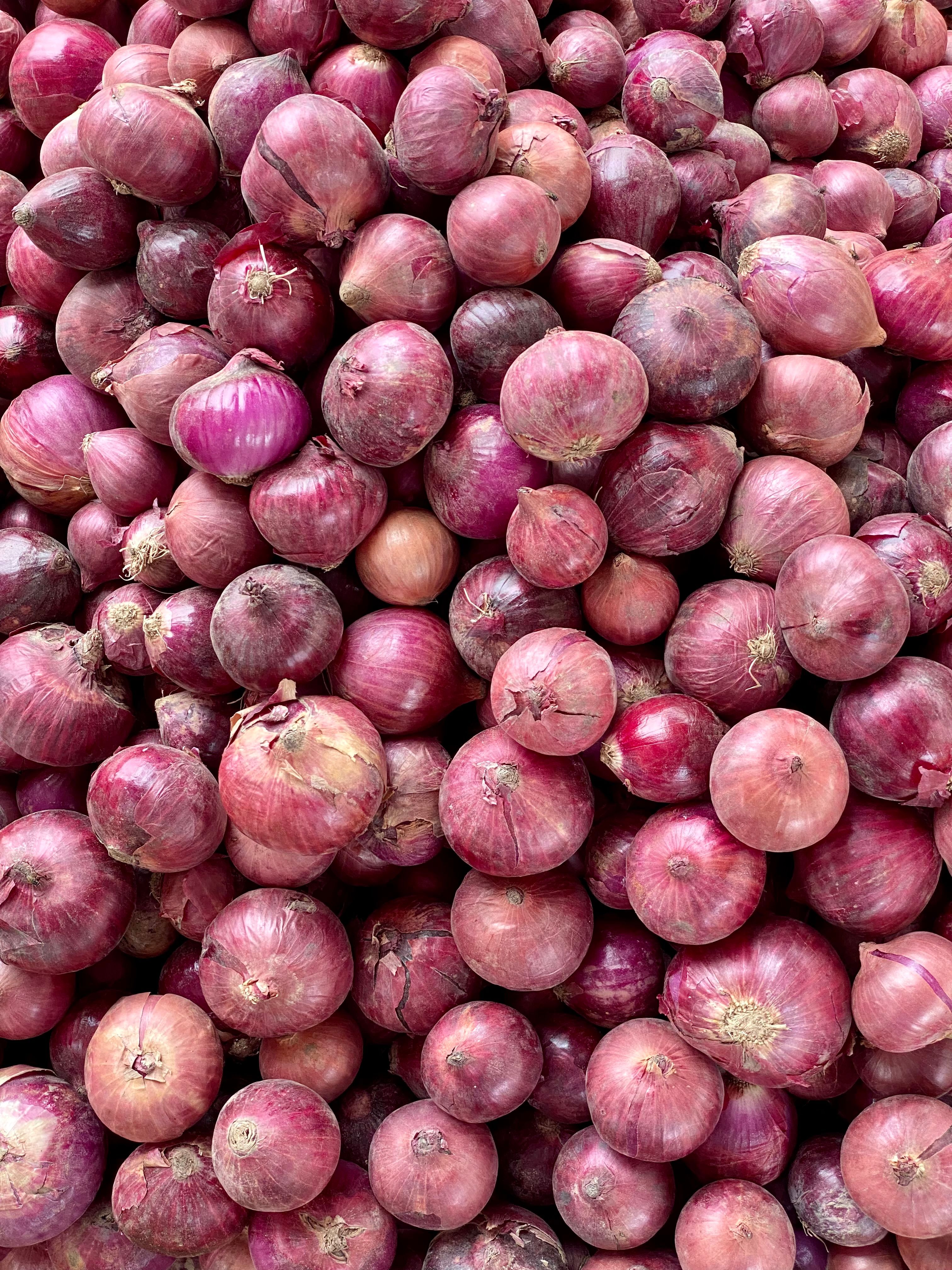 Red Onions Photos, Download The BEST Free Red Onions Stock Photos & HD ...