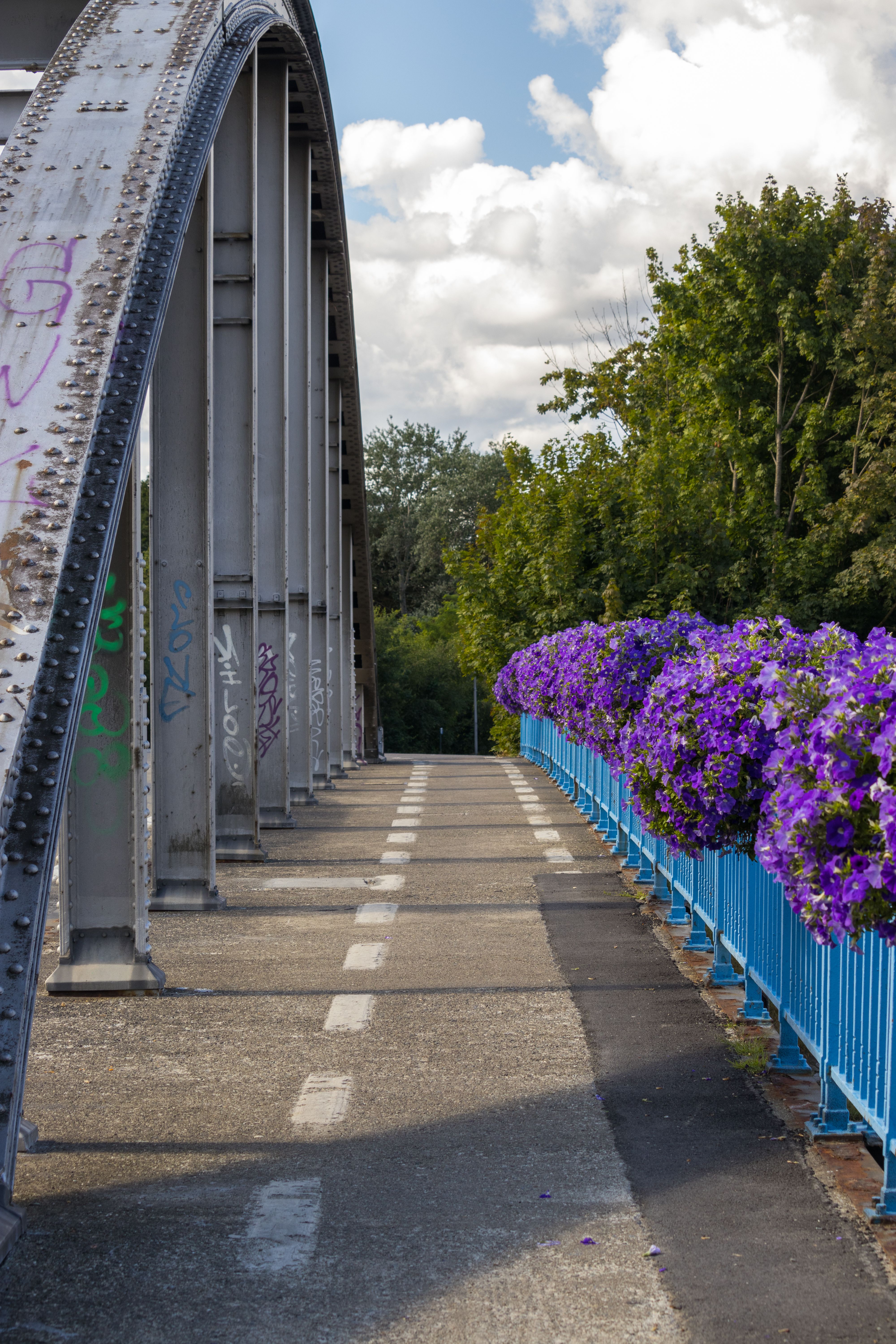 Purple Flowers near Gray Concrete Pathway · Free Stock Photo