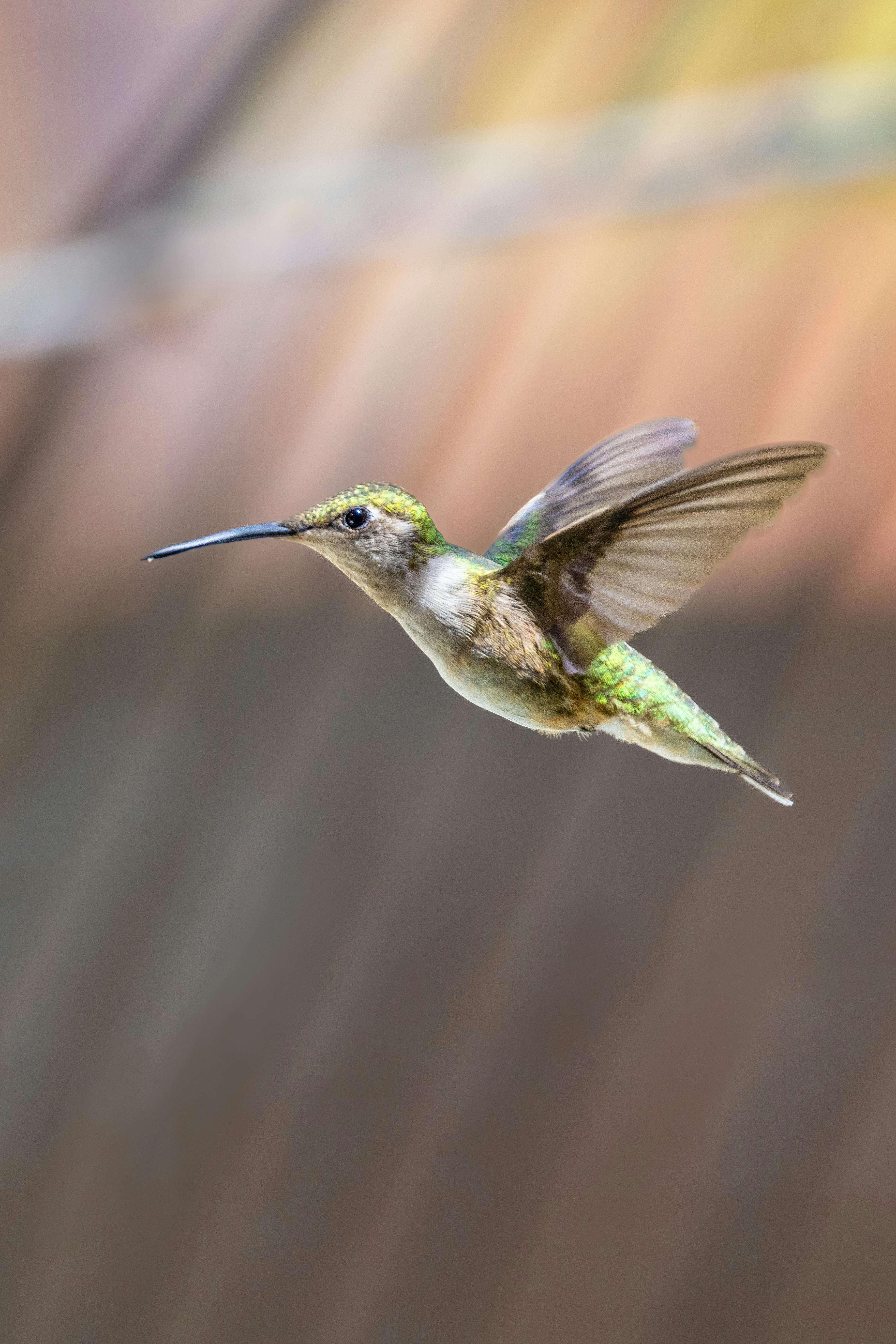 Close-up of a Hummingbird Flying · Free Stock Photo