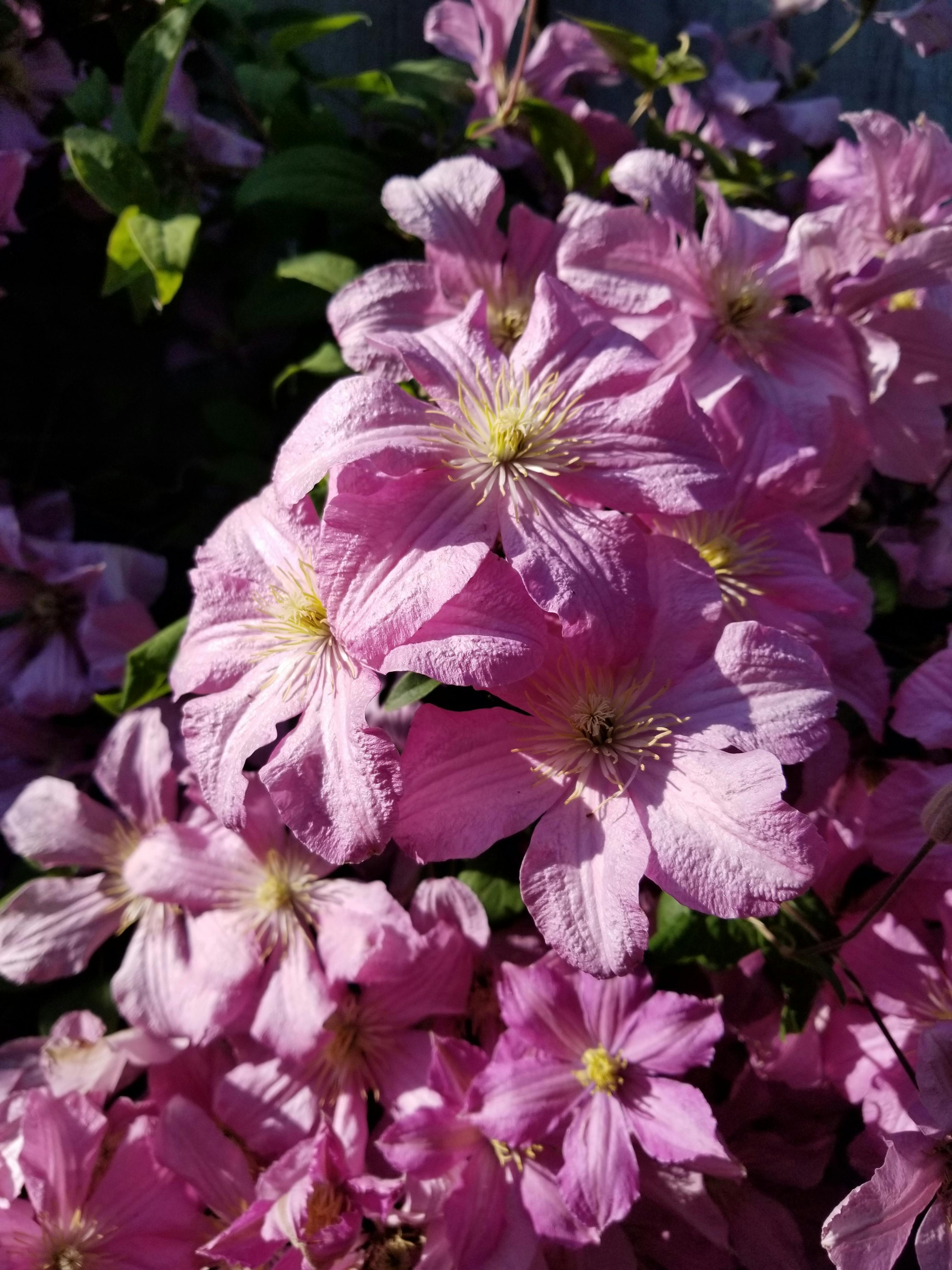 Clematis Photos, Download The BEST Free Clematis Stock Photos & HD Images