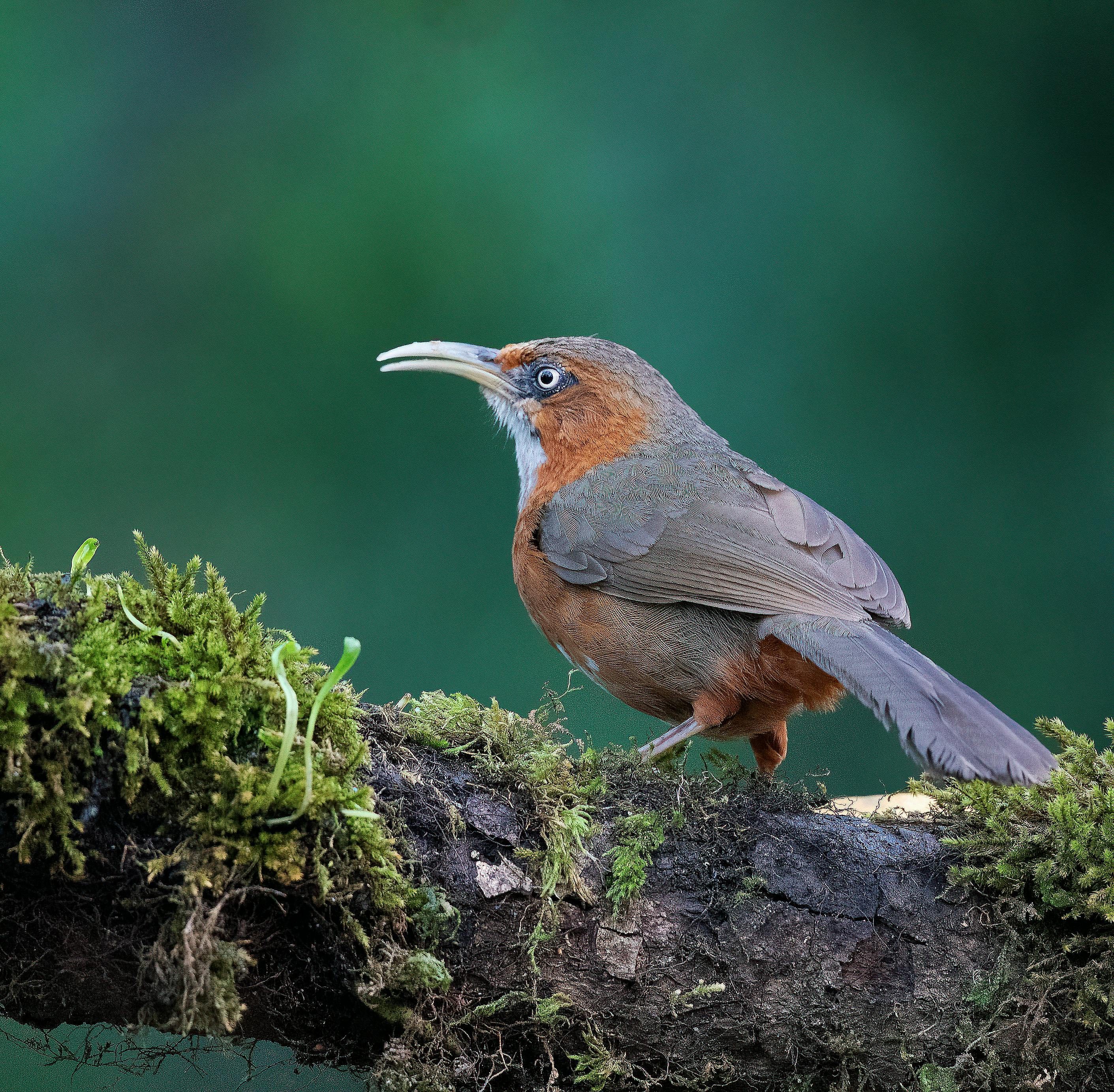 A Rusty Cheeked Scimitar Babbler on a Log · Free Stock Photo