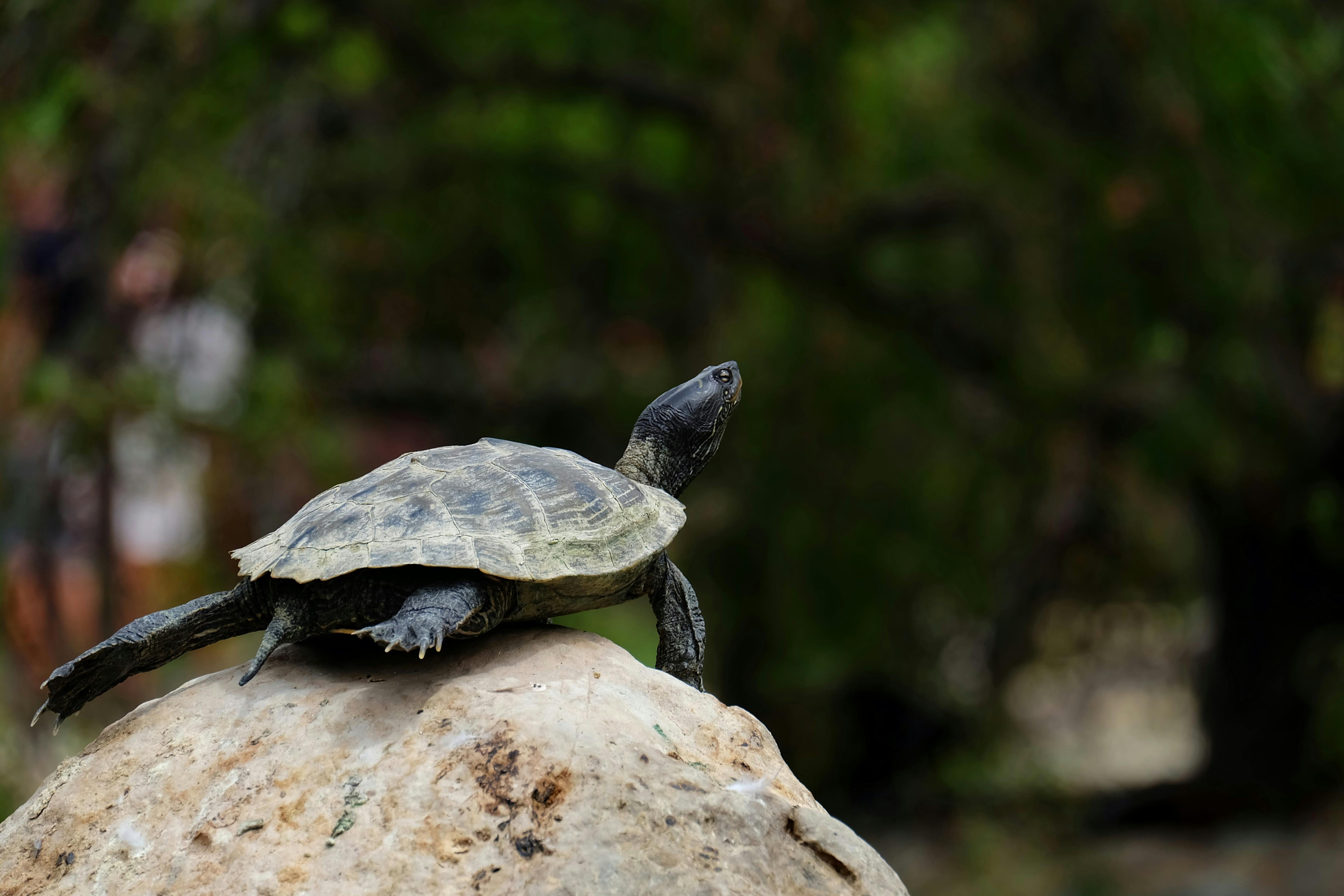 Close-up of a Turtle · Free Stock Photo