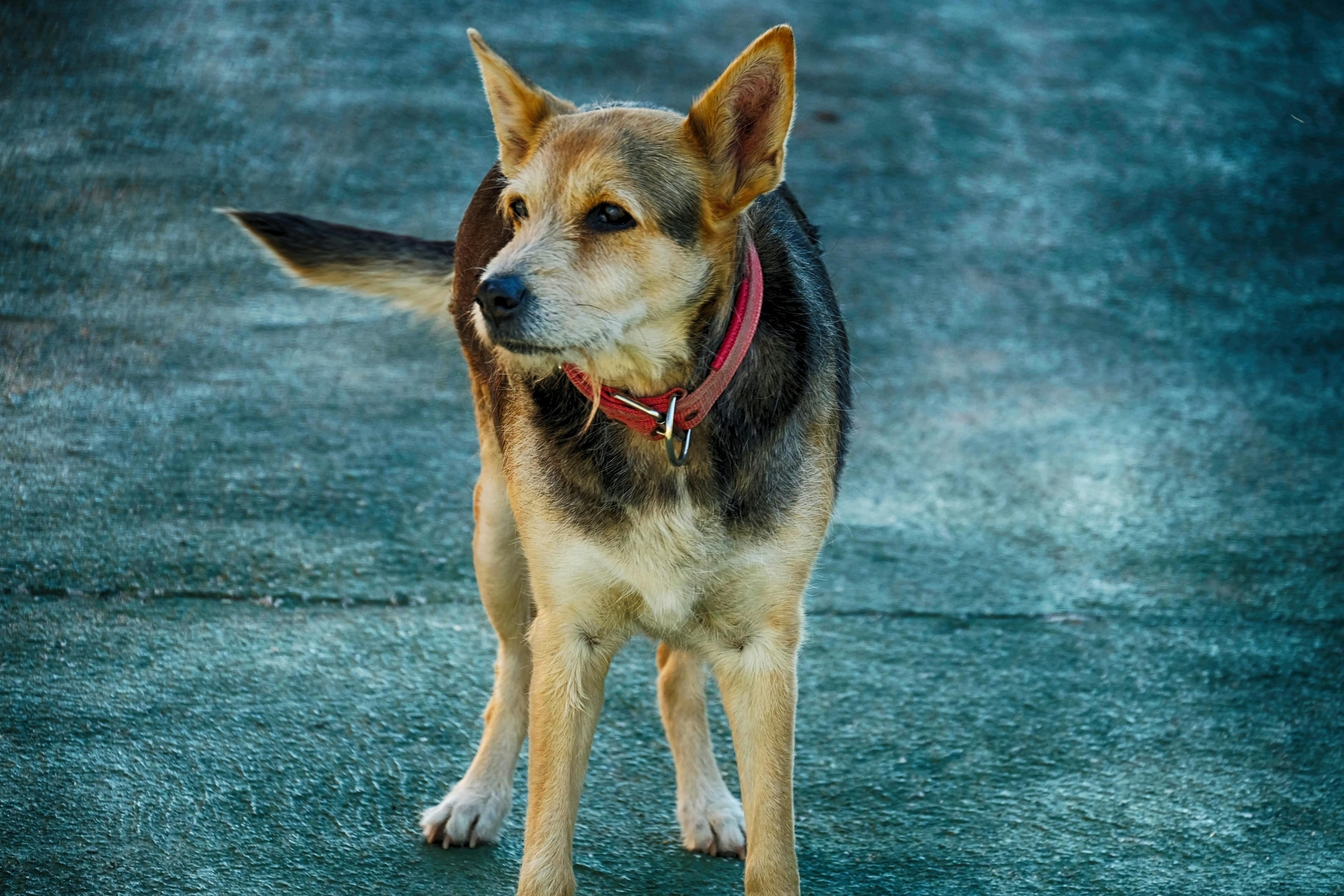 Close-Up Shot of a Dog · Free Stock Photo
