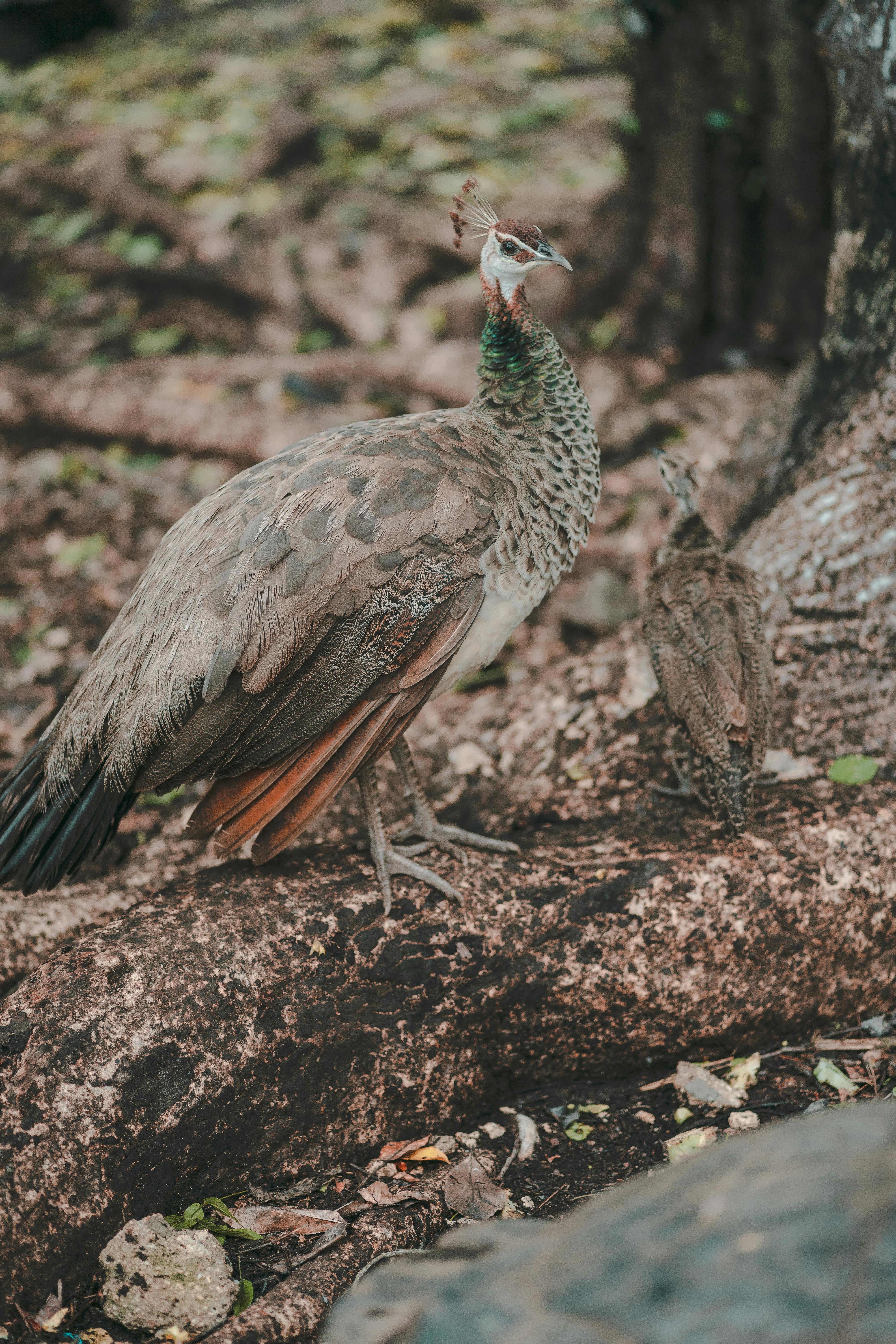 A Peafowl in the Wild · Free Stock Photo
