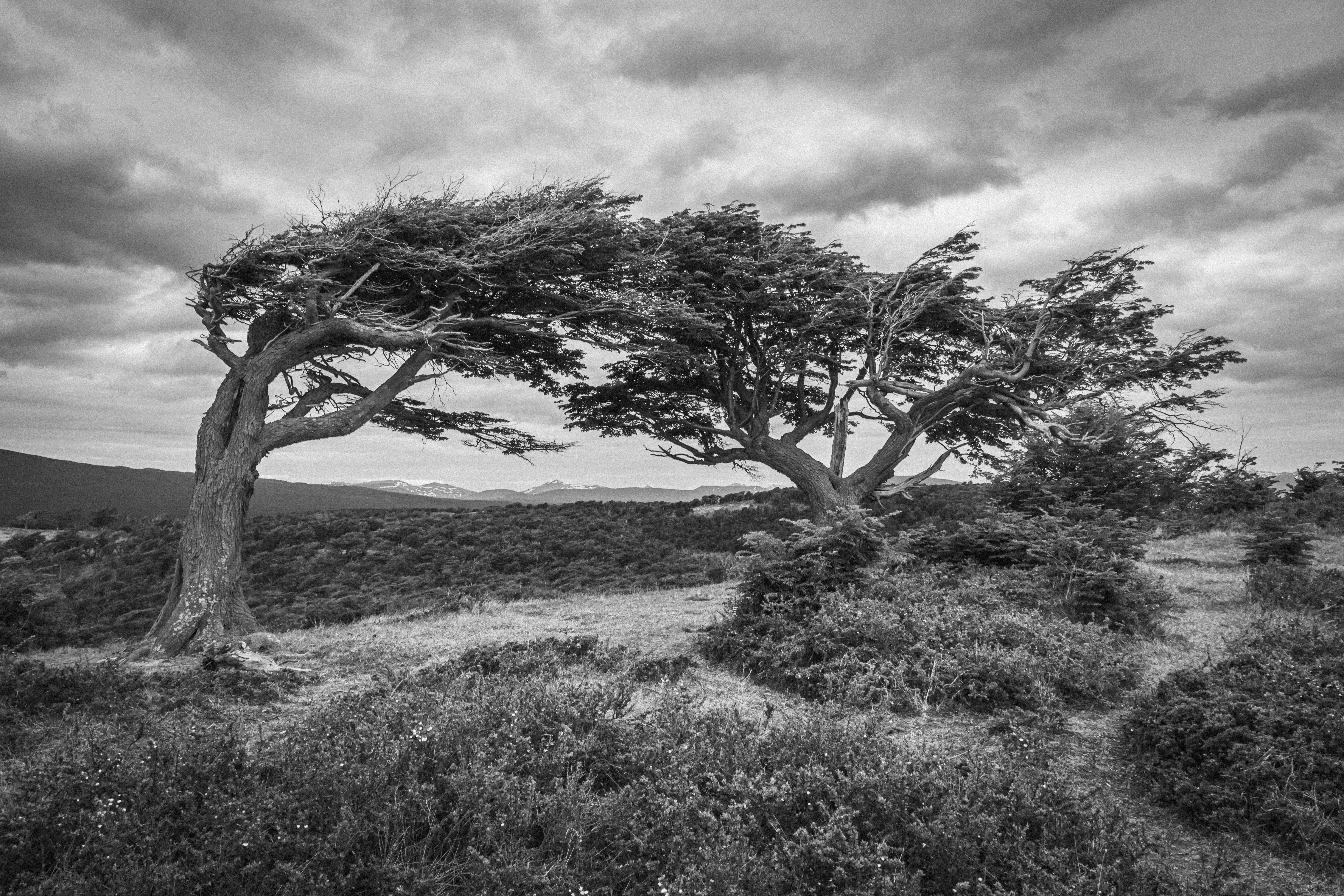 Grayscale Photo of Trees on a Field under a Cloudy Sky · Free Stock Photo