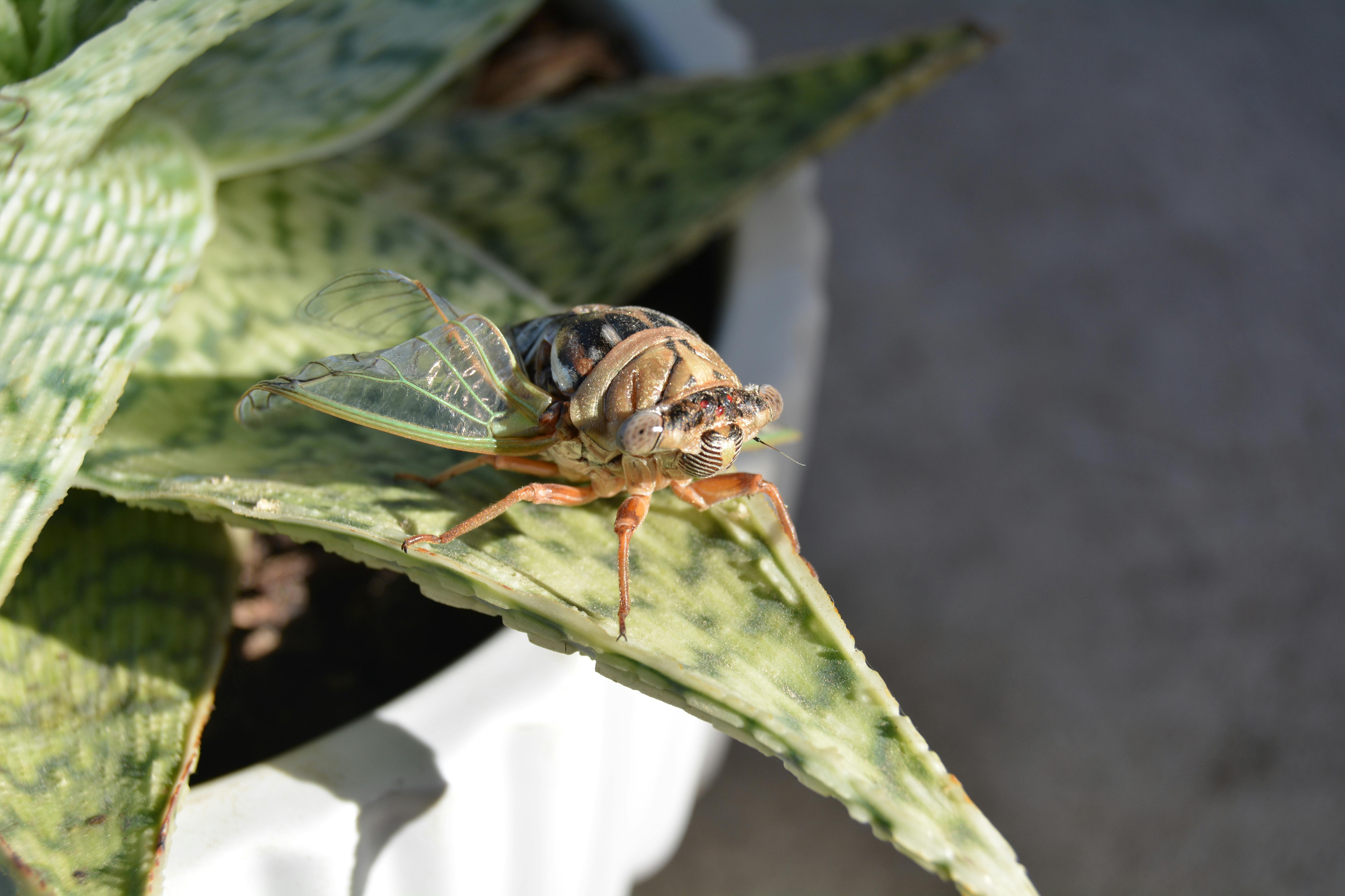 A Brown Insect on Green Leaf in Close-up Shot · Free Stock Photo