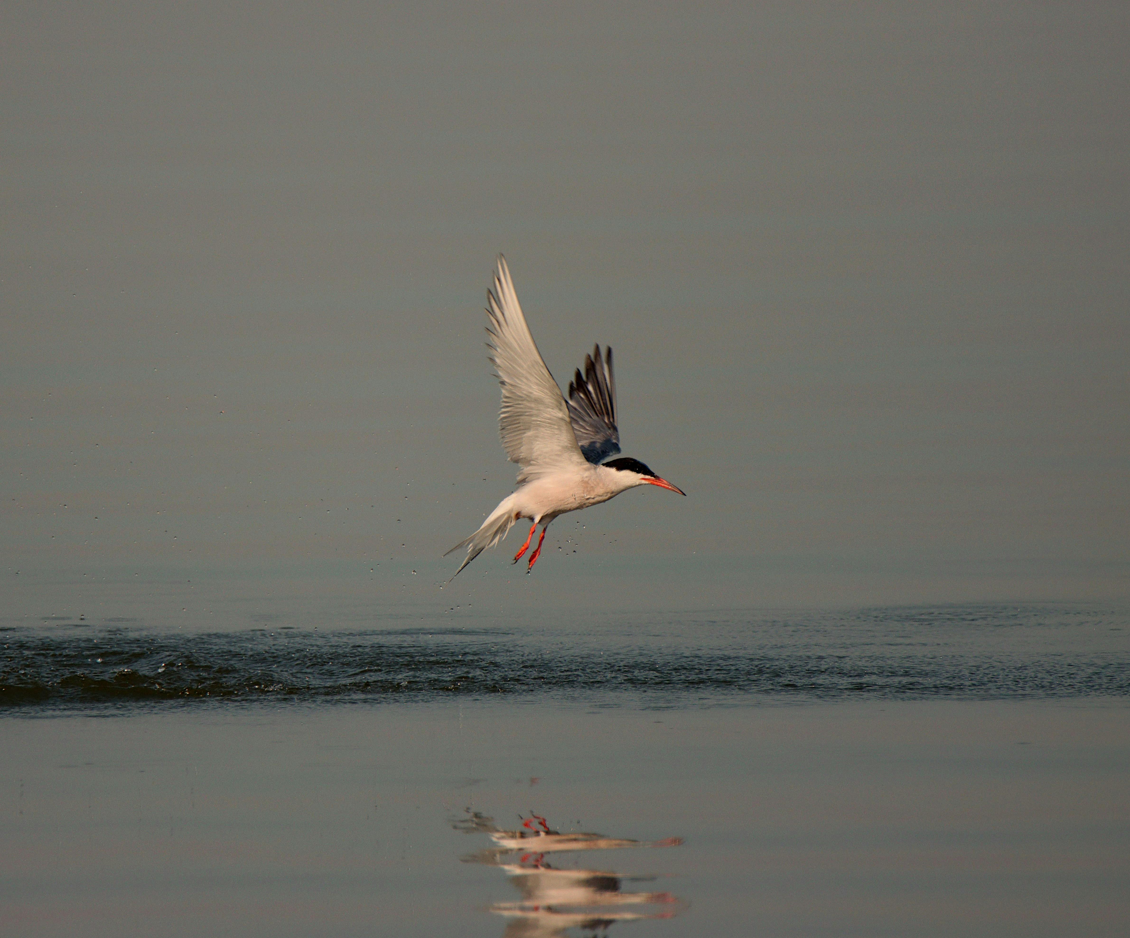 A Common Tern Bird Flying over the Water · Free Stock Photo