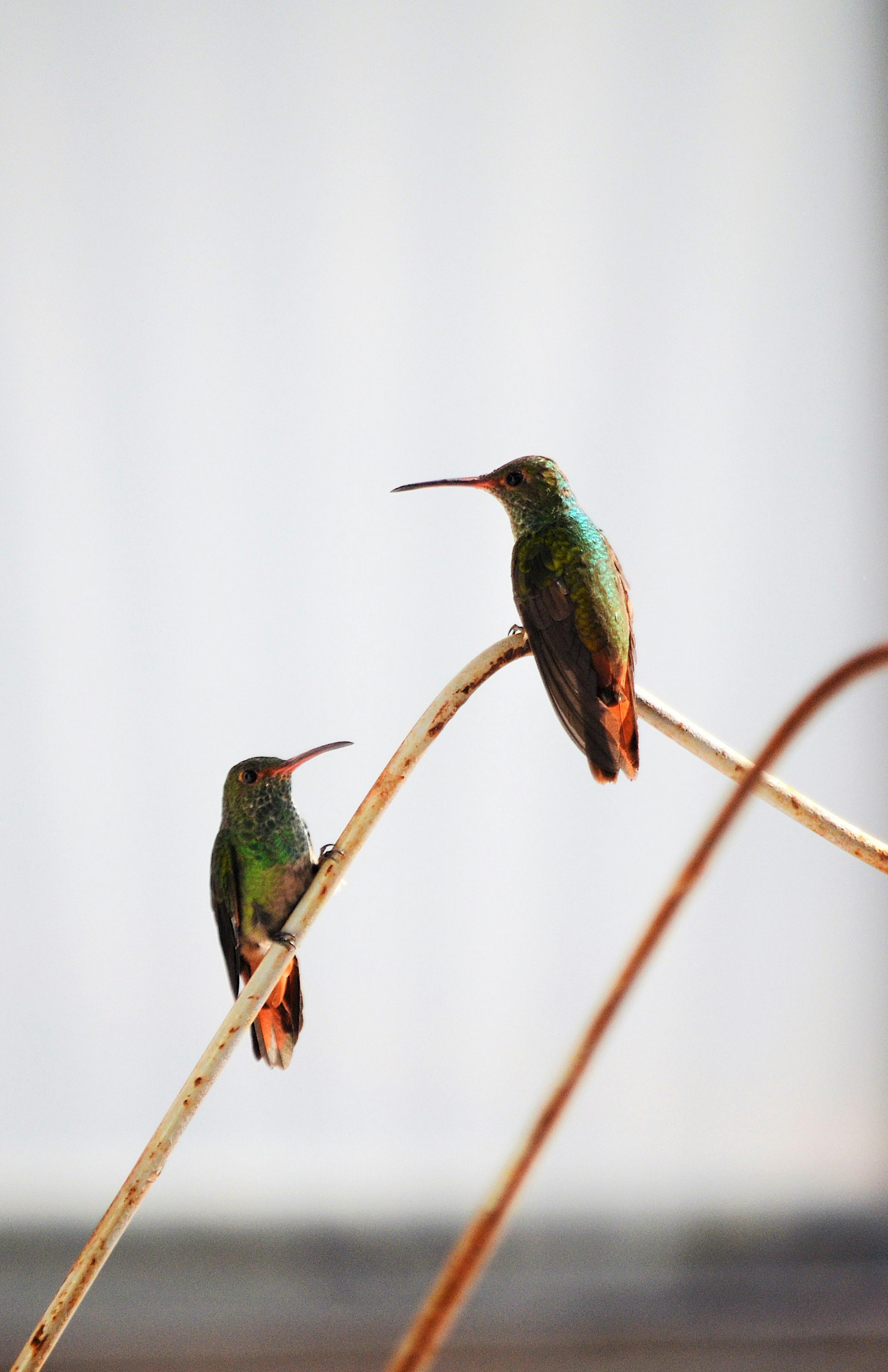 Hummingbirds Photos, Download The BEST Free Hummingbirds Stock Photos ...