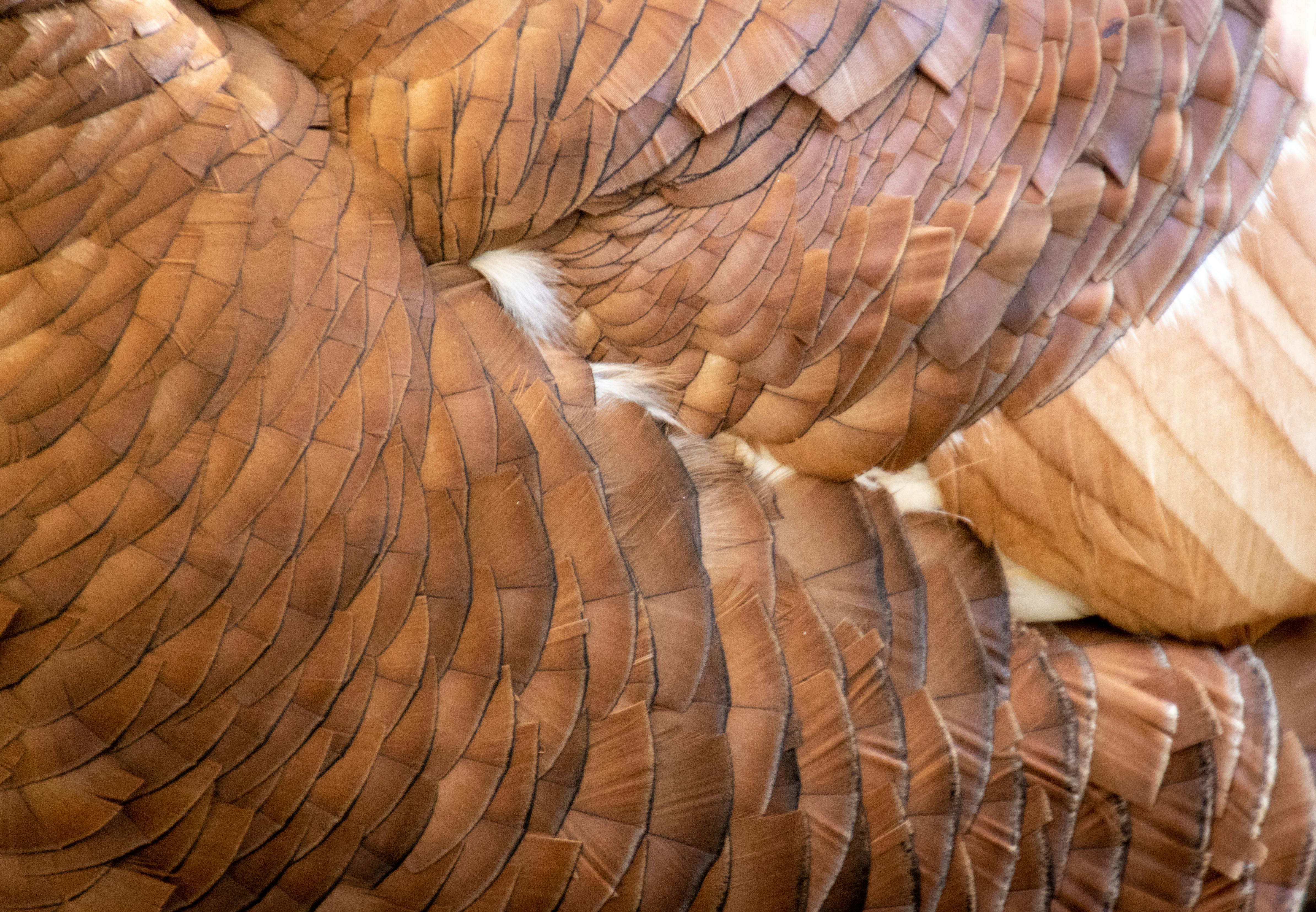 Bird Scales Photos, Download The BEST Free Bird Scales Stock Photos ...