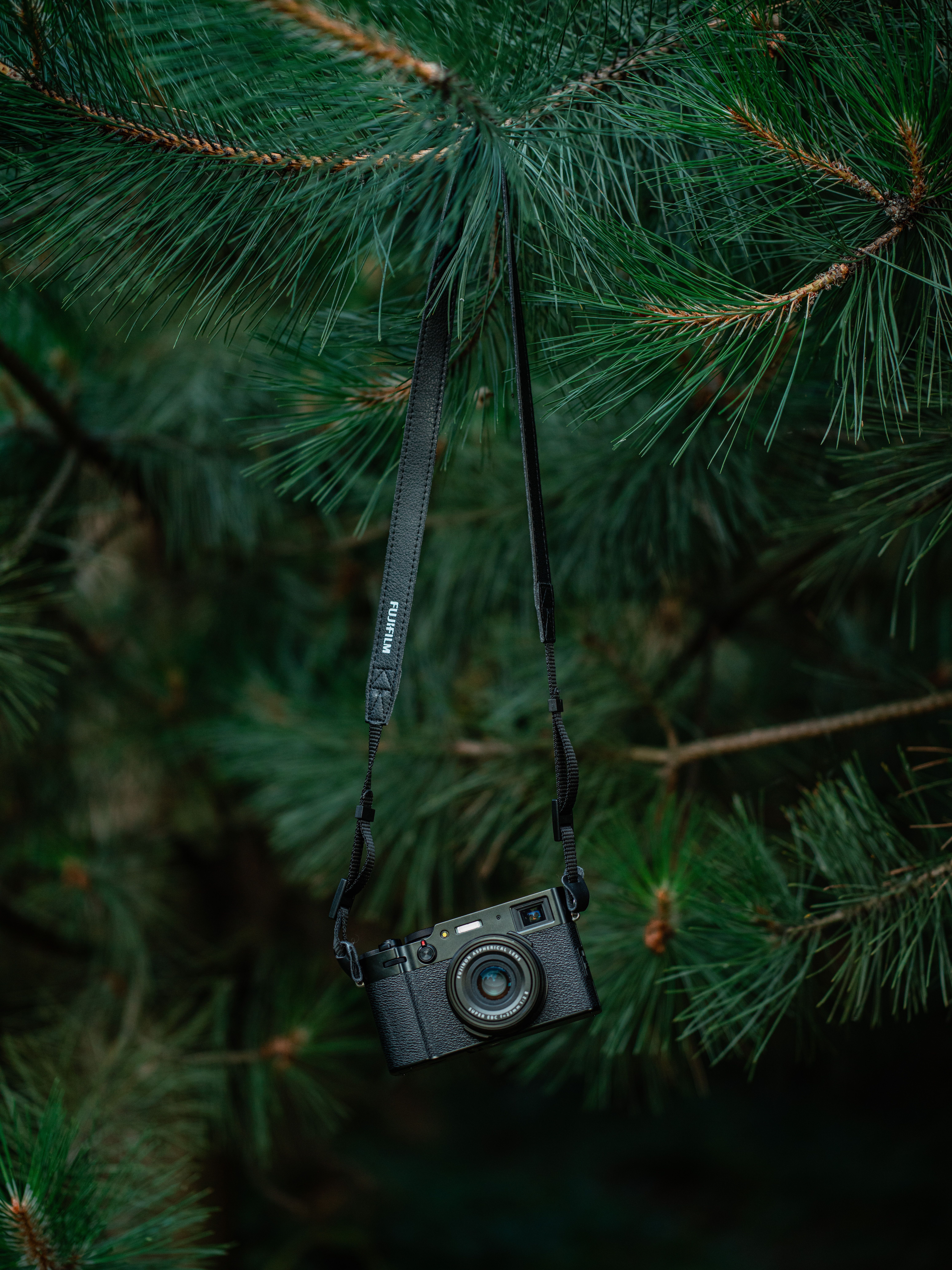 Analogue Camera Hanging on Coniferous Tree · Free Stock Photo