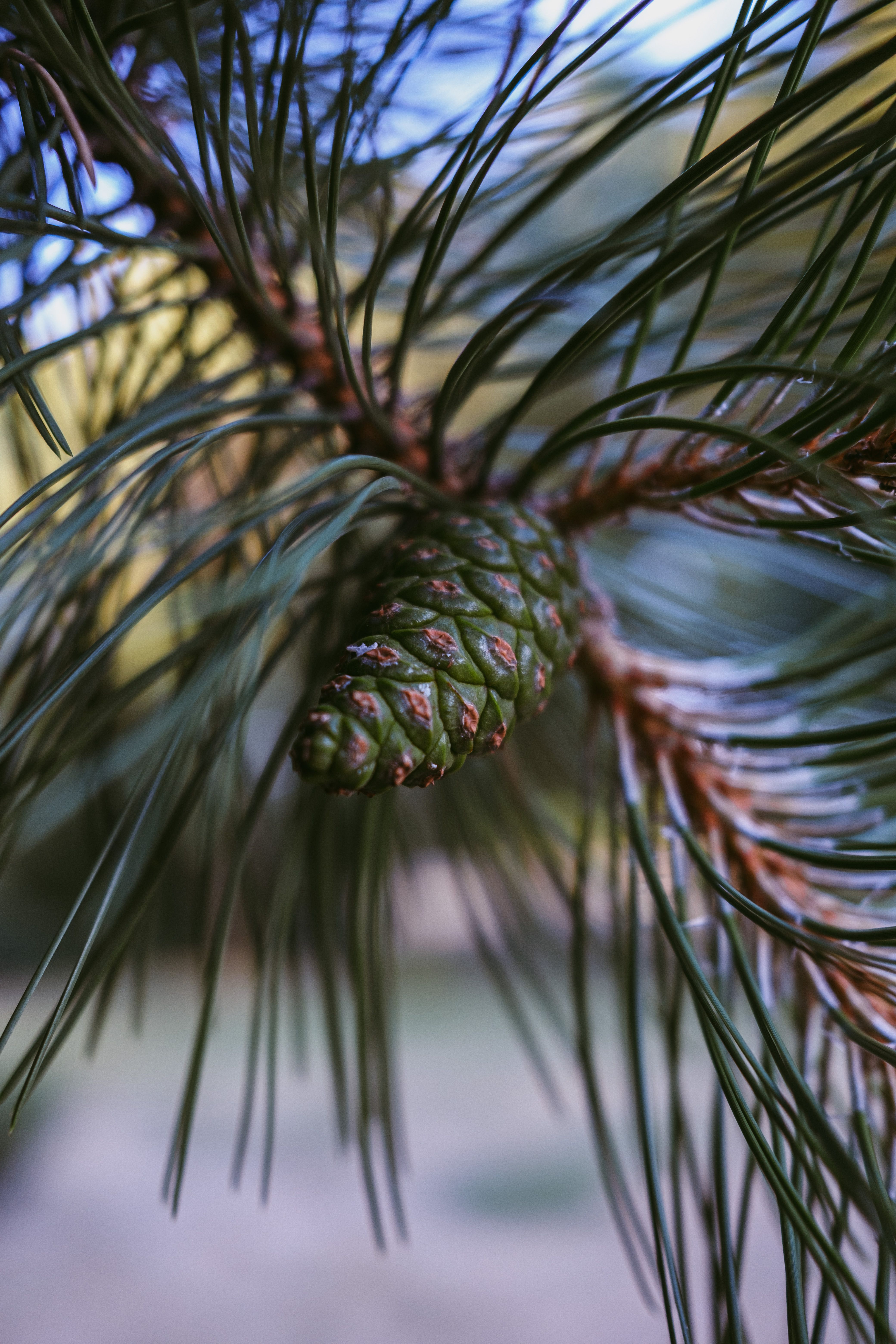Conifer Cone on Branch · Free Stock Photo