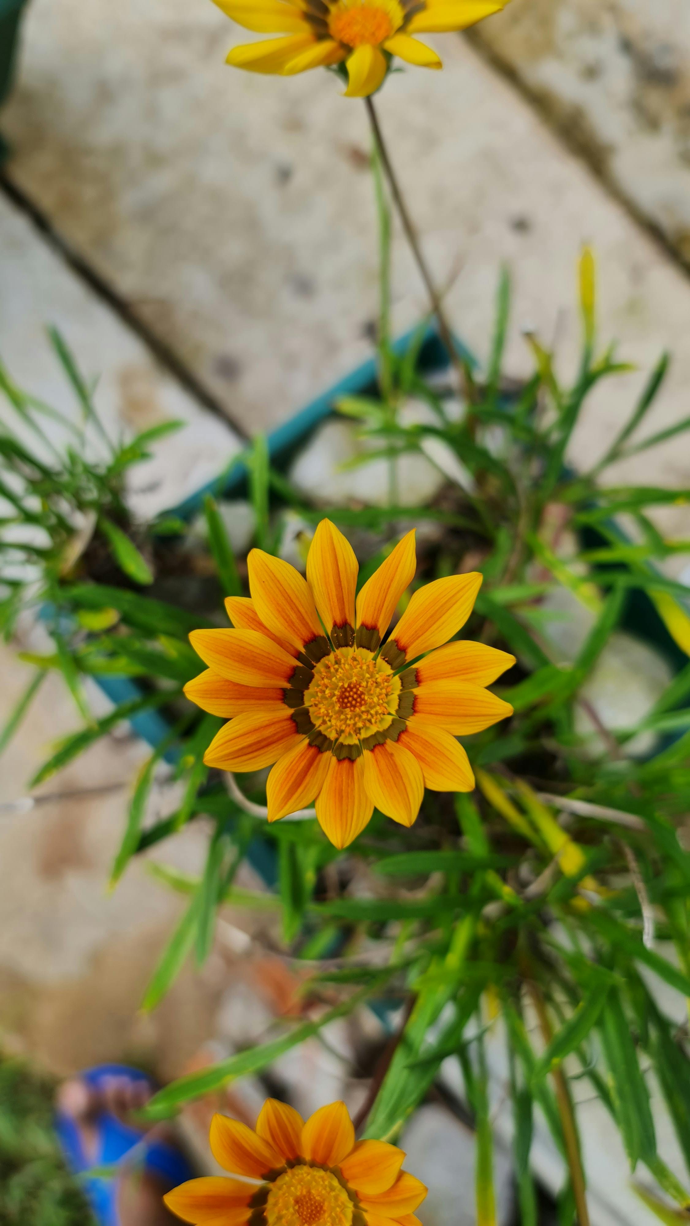 Ravi Rajapaksha - 사진