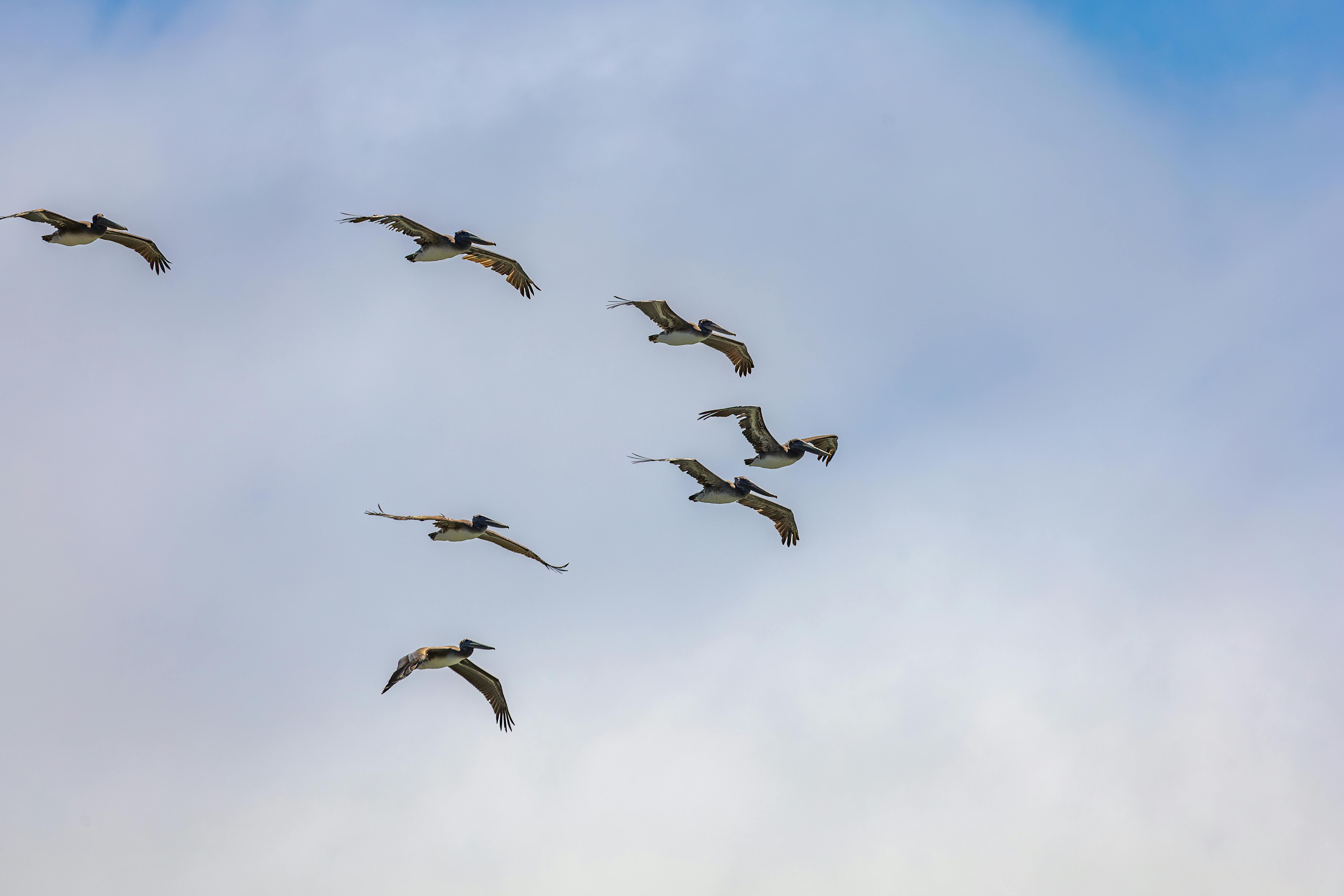 Photograph of a Flock of Birds Flying · Free Stock Photo