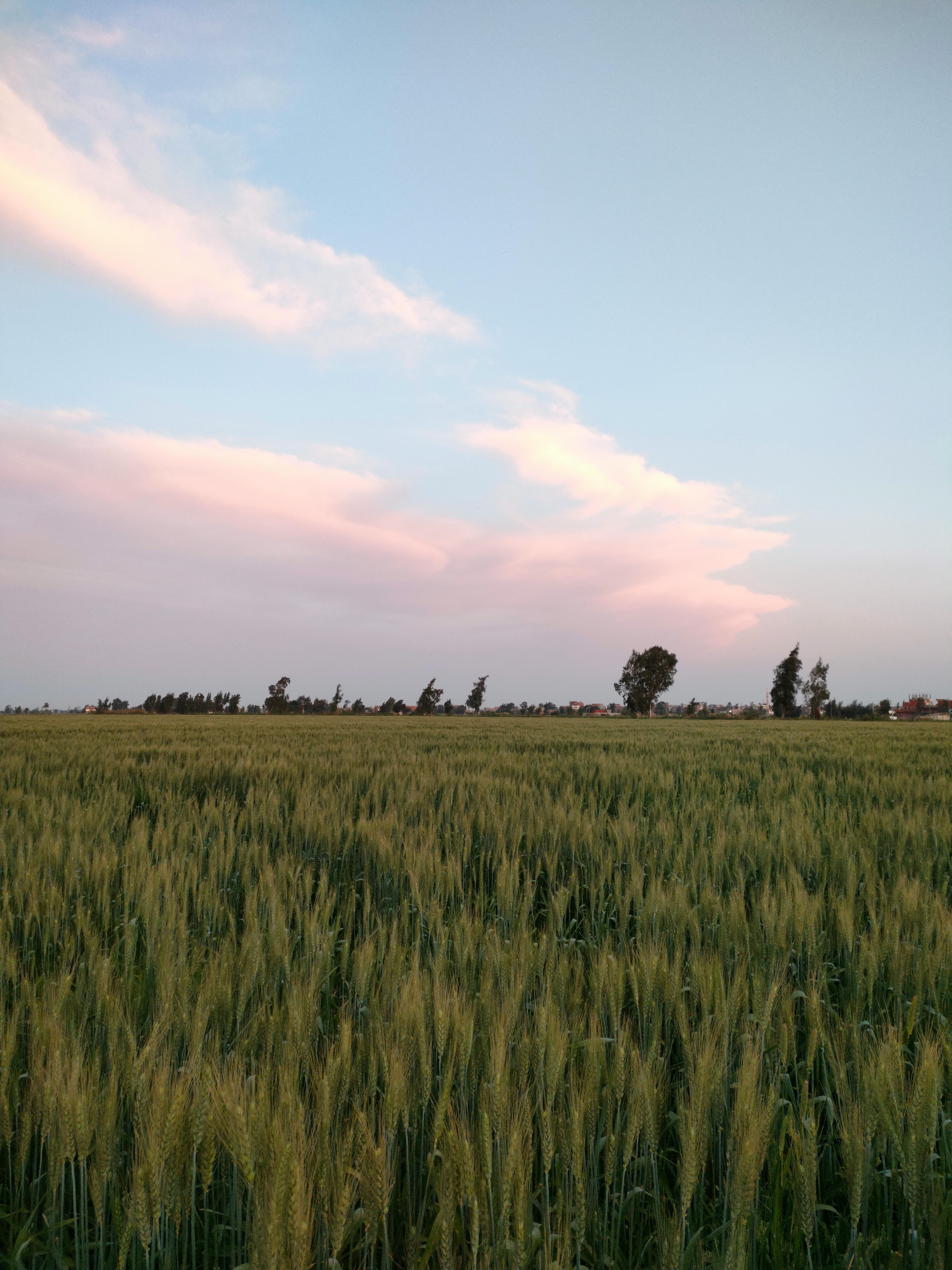 Cropland · Free Stock Photo