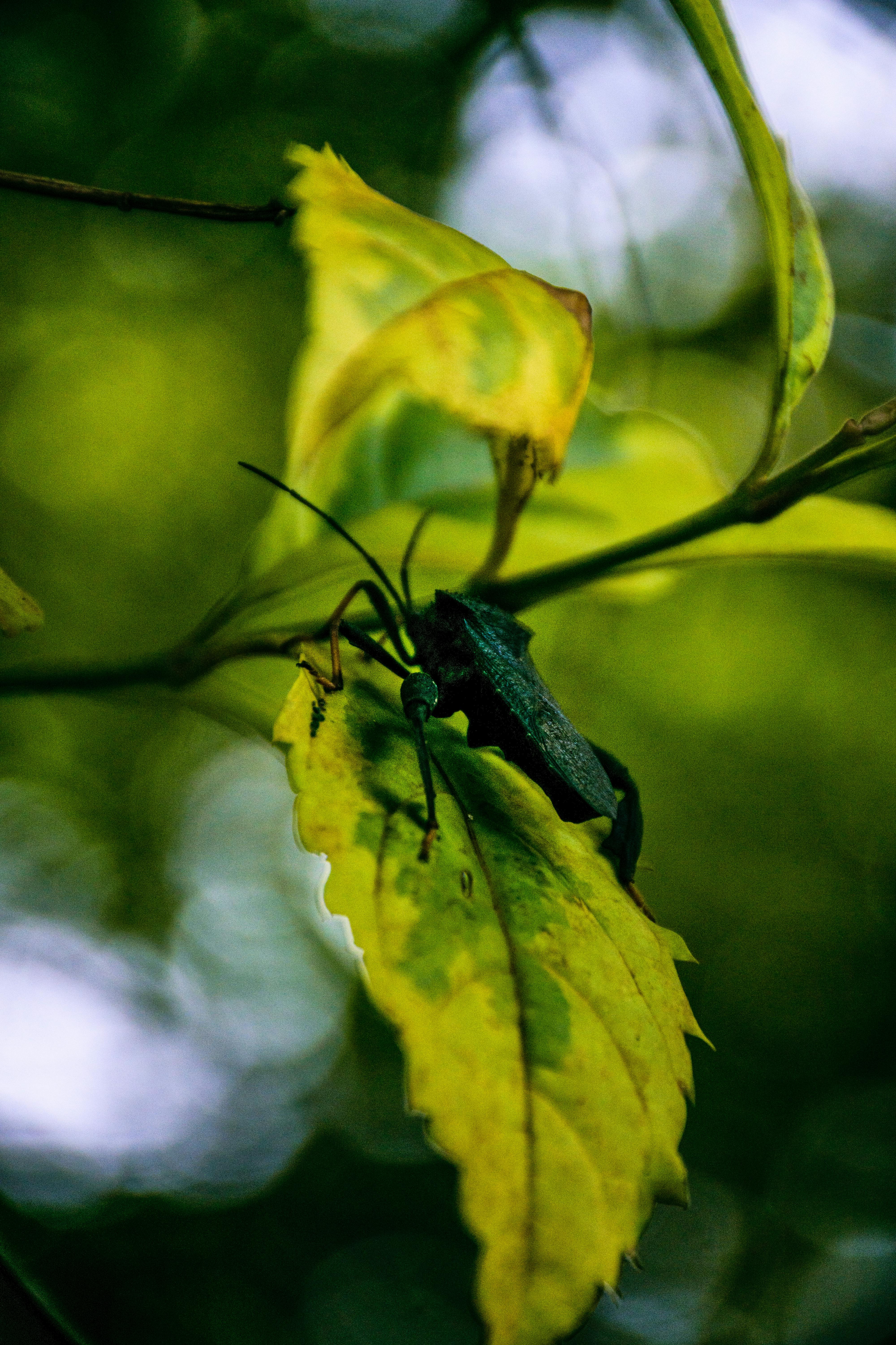 Free stock photo of africa, African insects, green beauty