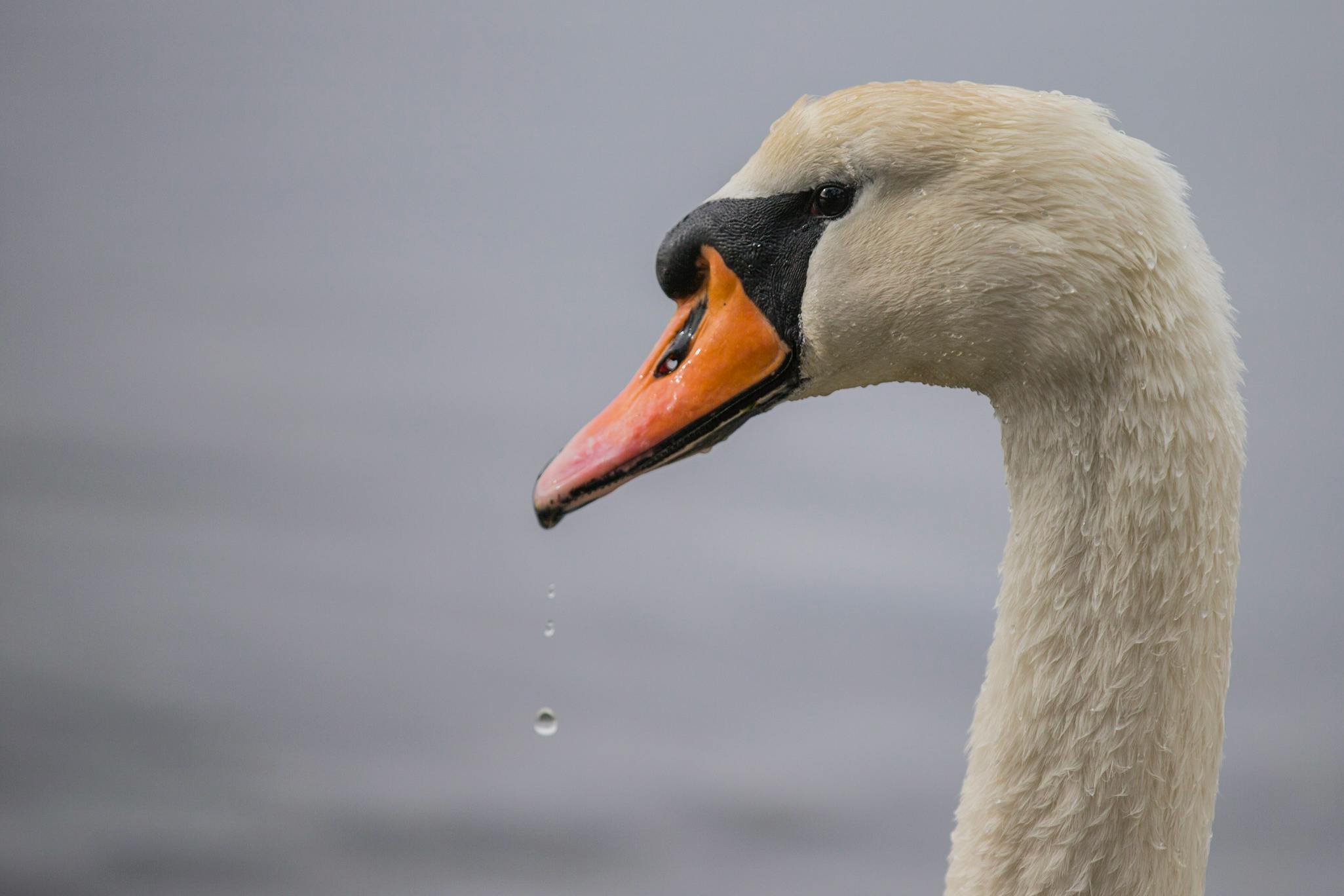 White Swan Drenched in Water · Free Stock Photo