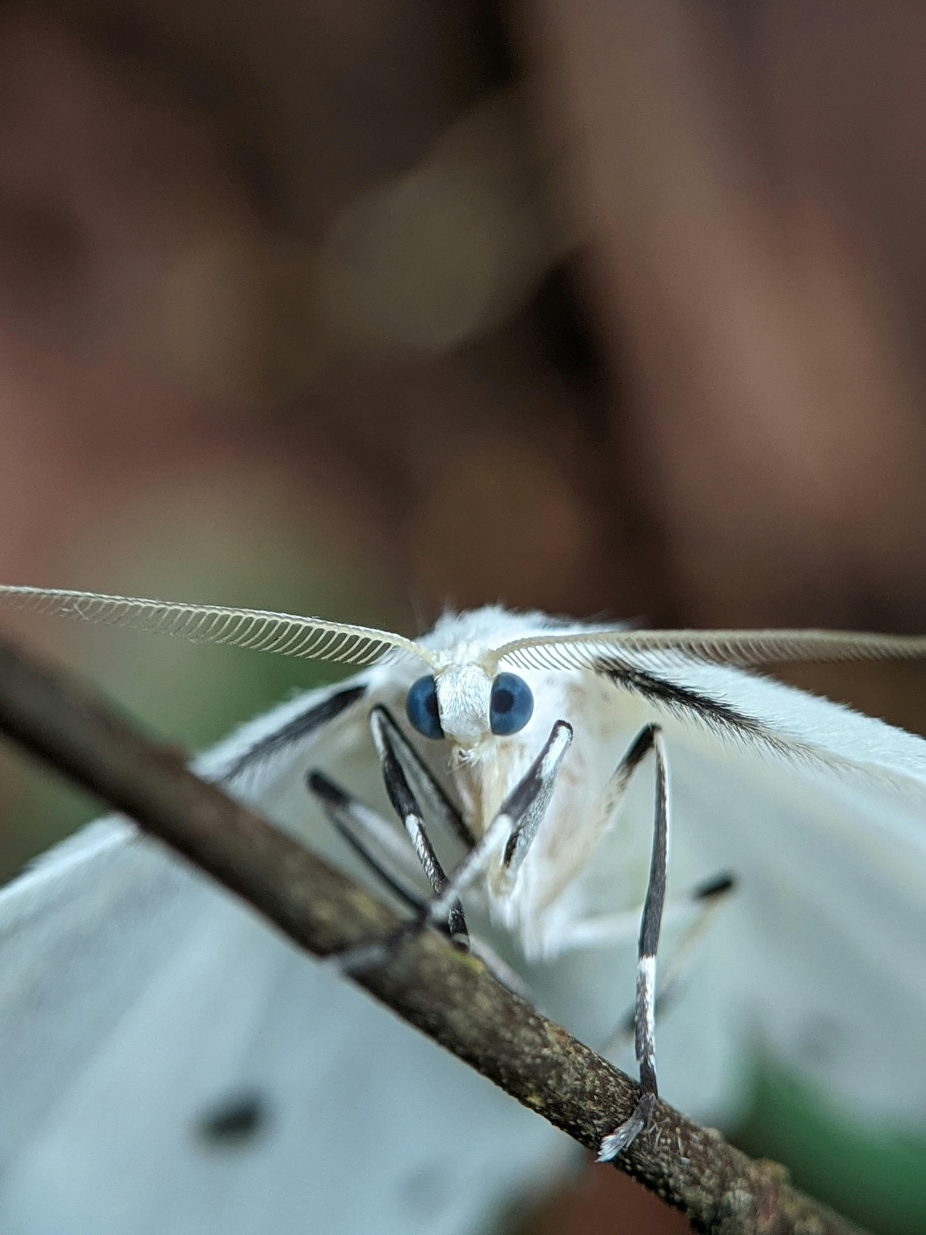 A White Moth in Close-up Shot · Free Stock Photo