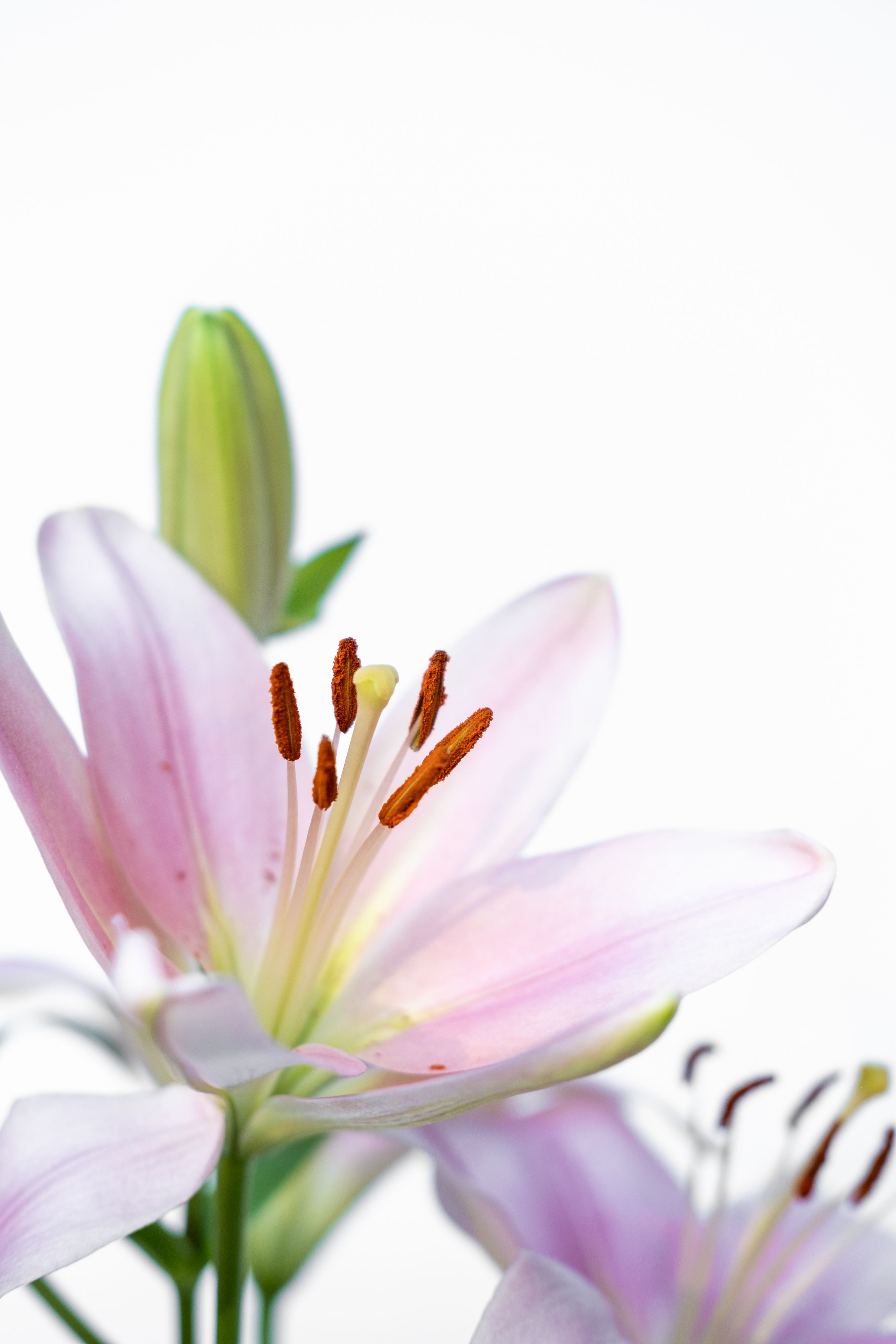 Lilies in Bloom · Free Stock Photo