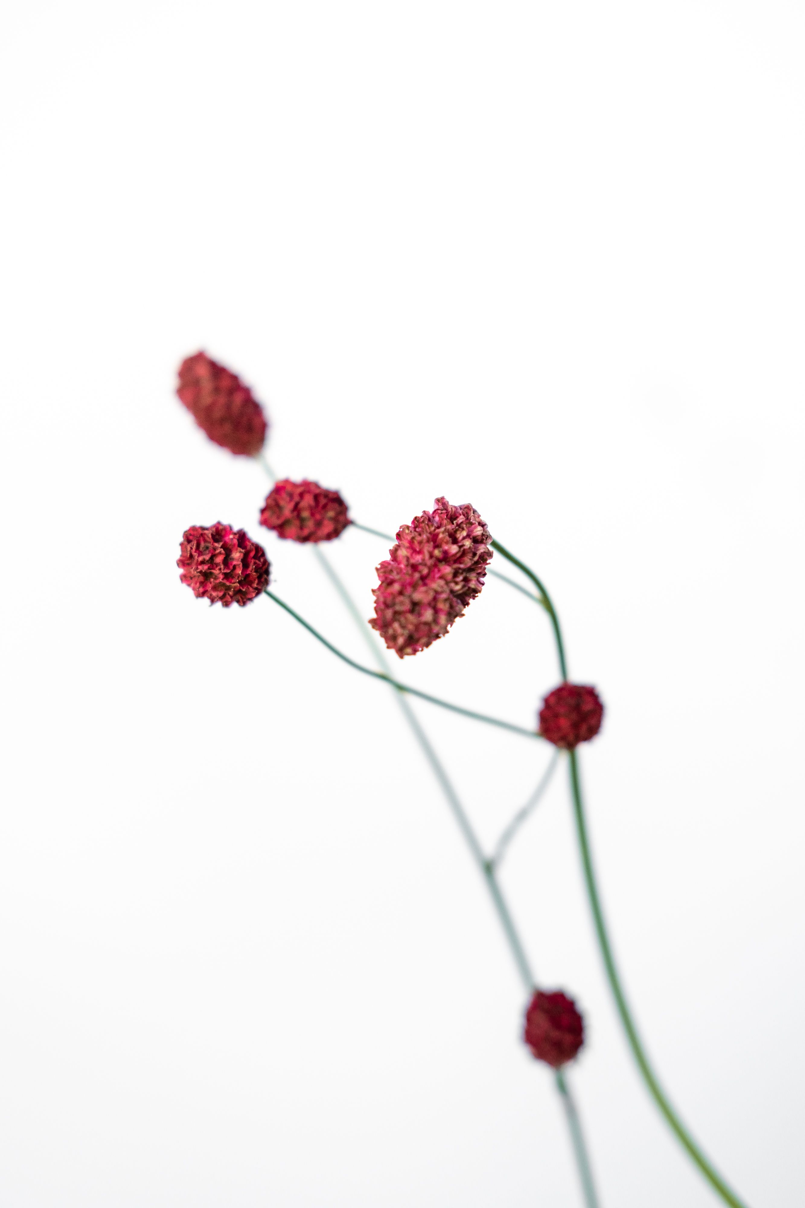 Red Beries over Cup on White Background · Free Stock Photo