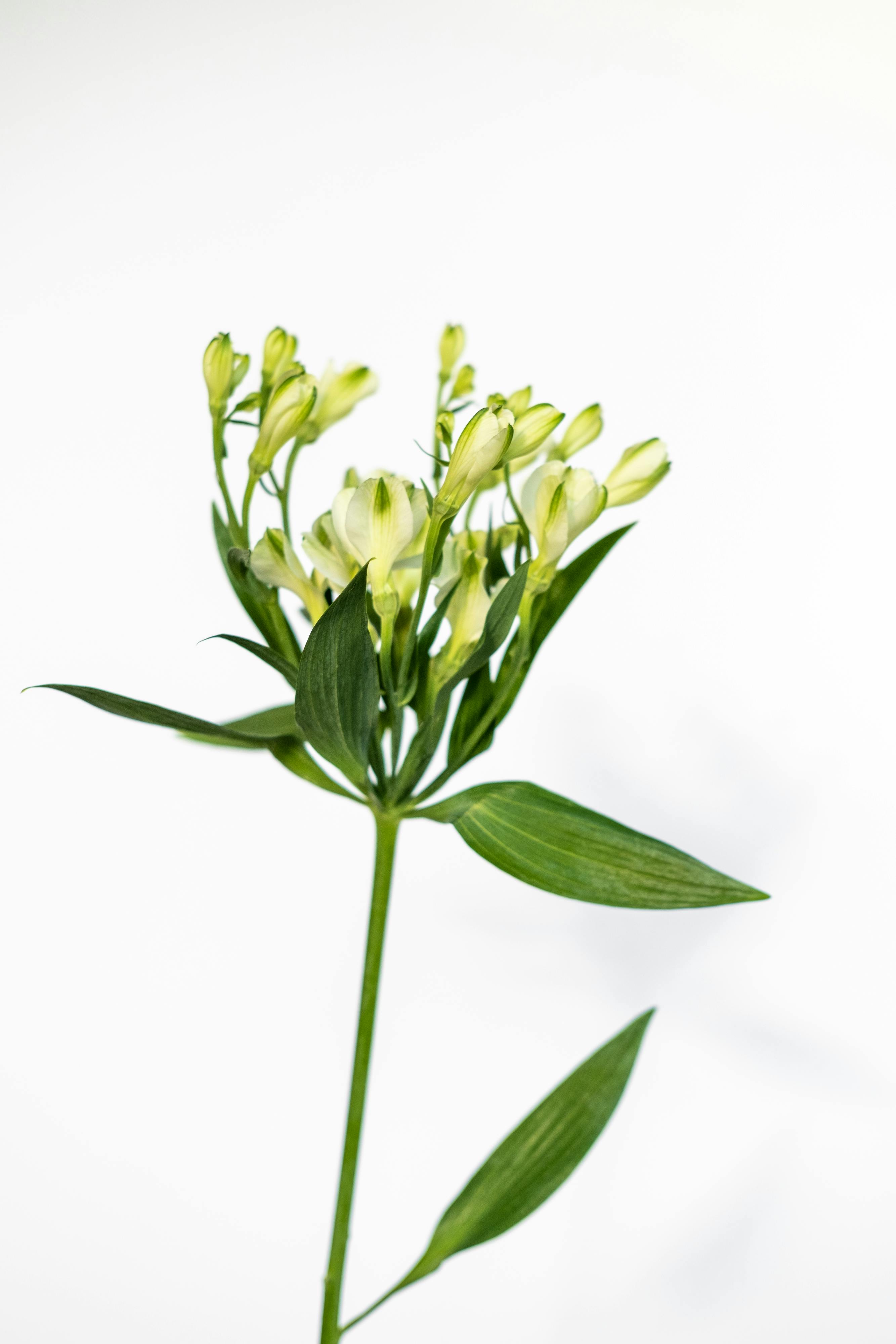 Close Up Photo of Flower Buds · Free Stock Photo