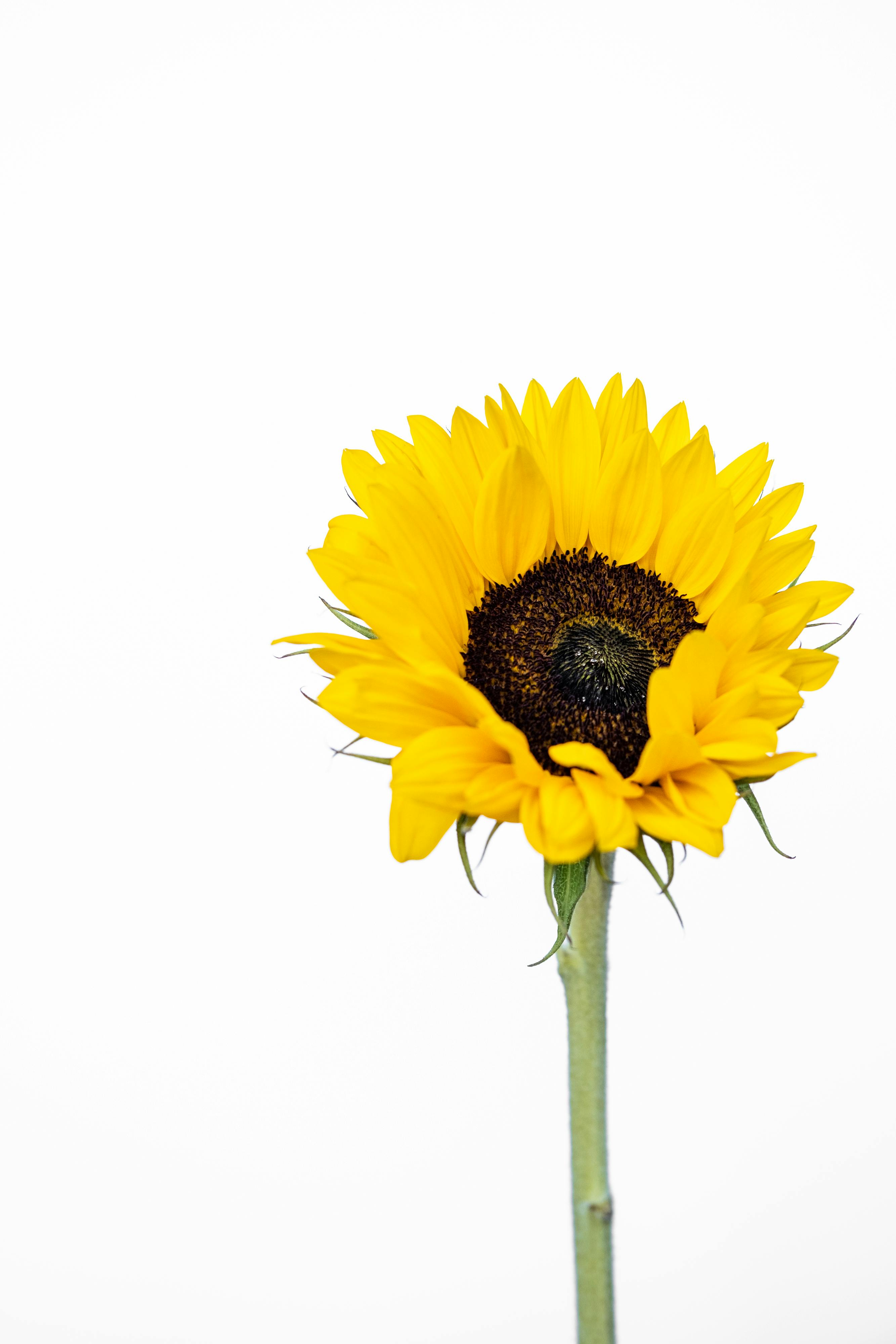 Close Up Shot of a Sunflower · Free Stock Photo