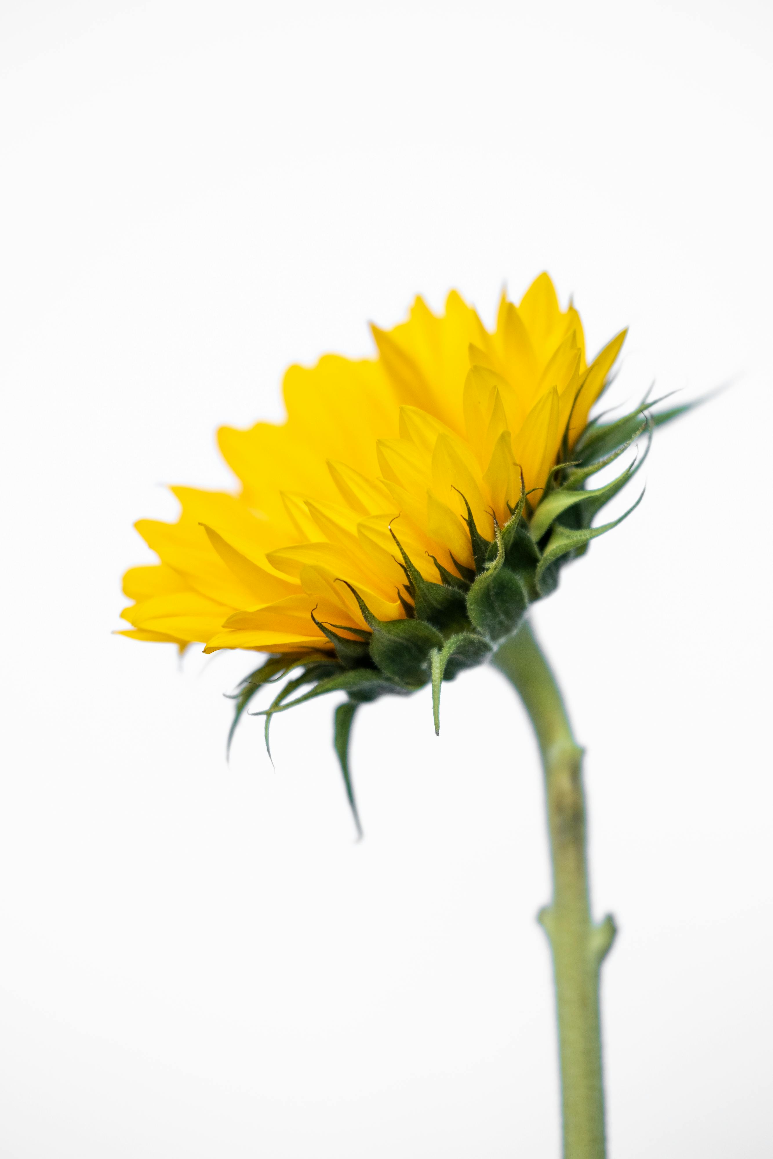 Ungrown Sunflower Photos, Download Free Ungrown Sunflower Stock Photos ...