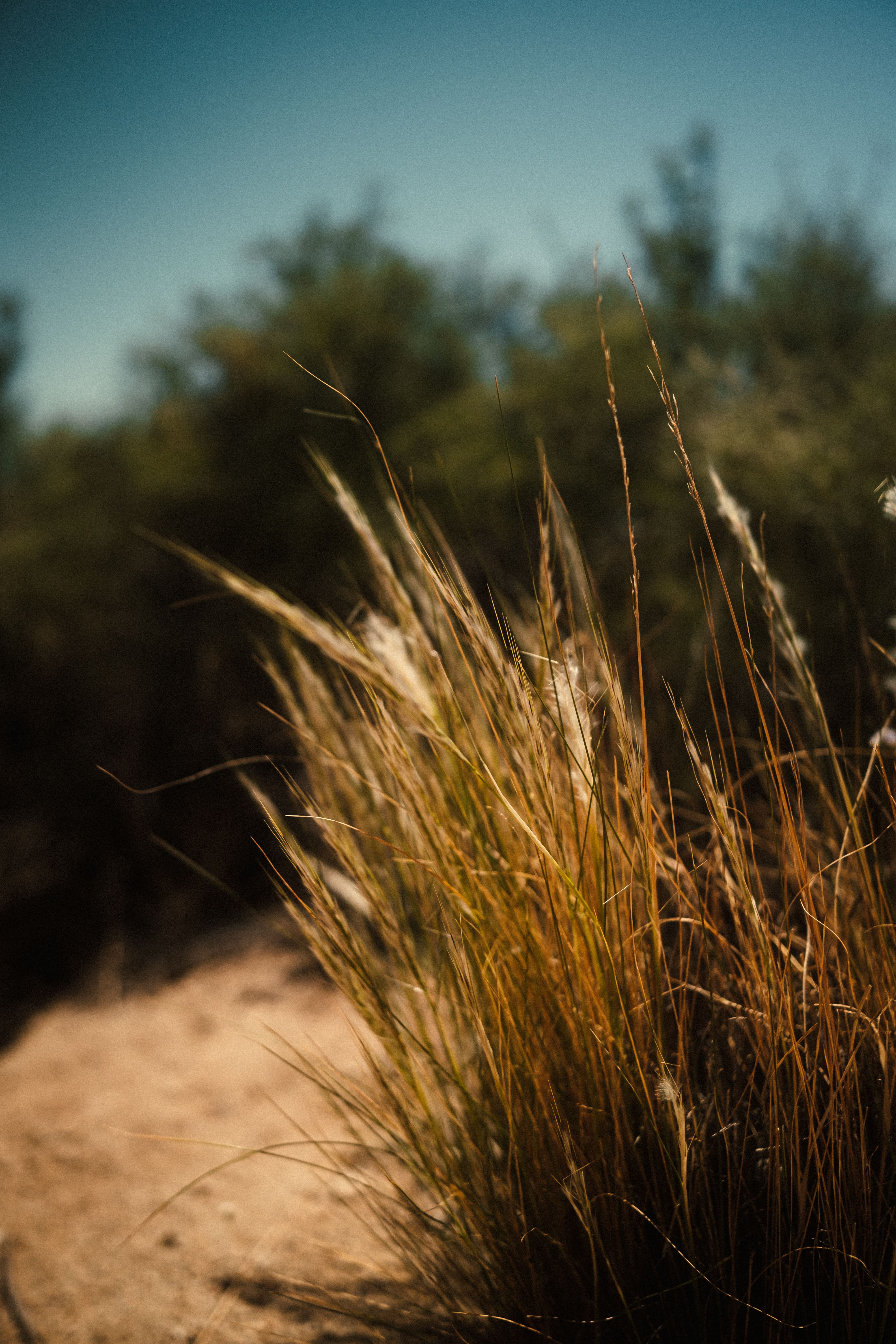 Grass Stalks in Close-up Shot · Free Stock Photo