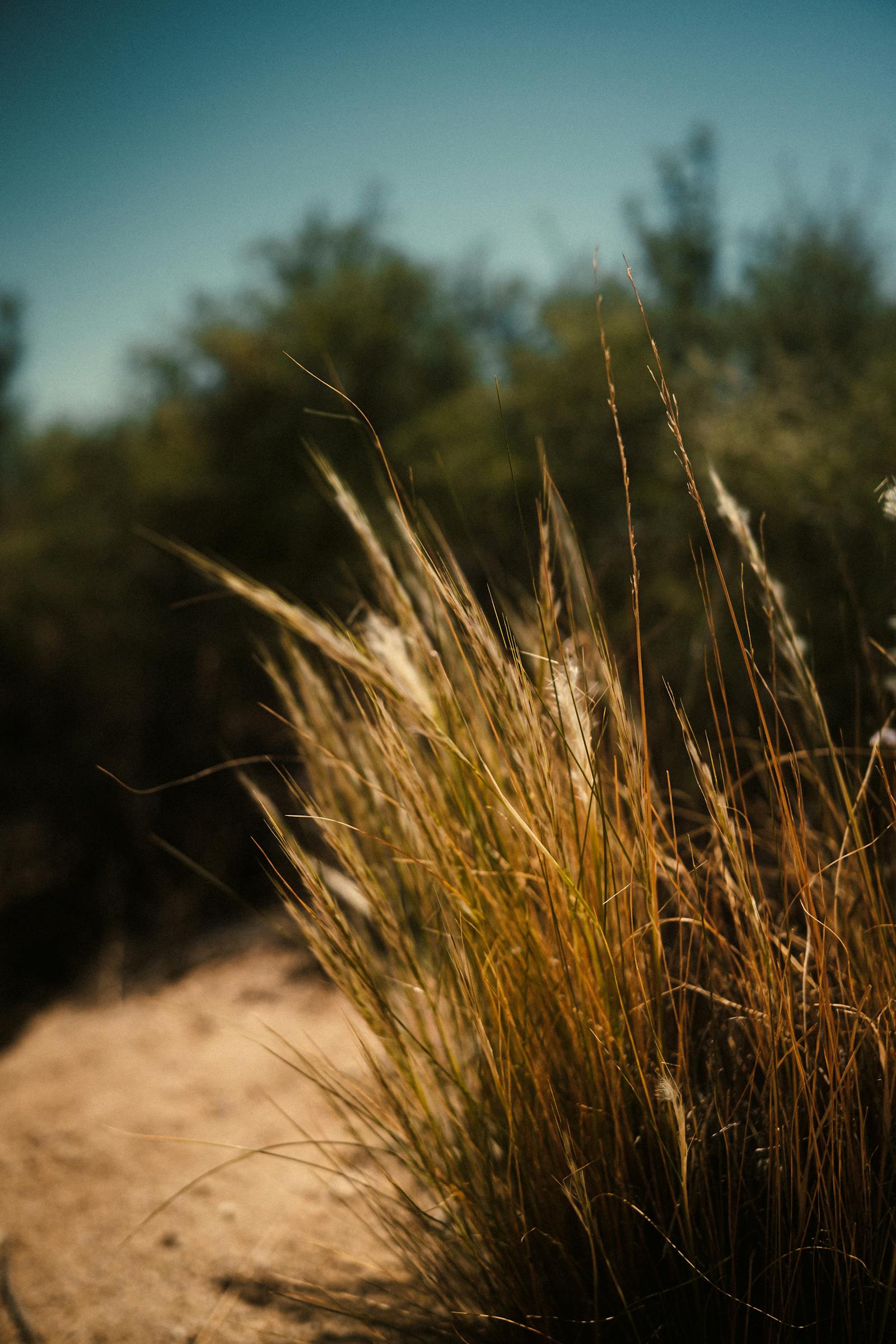Bunchgrass Photos, Download The BEST Free Bunchgrass Stock Photos & HD ...