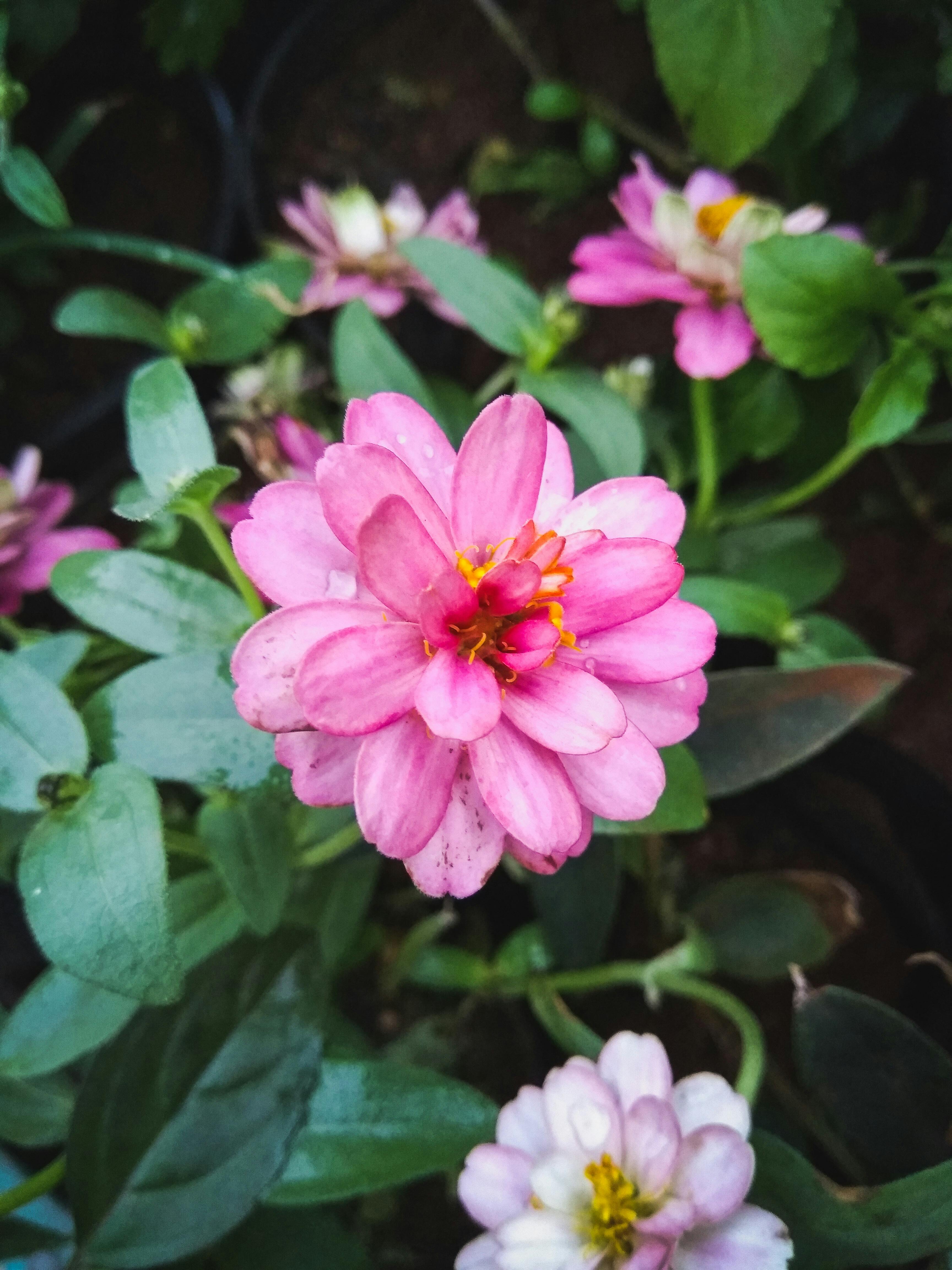 Zinnia Flowers in Bloom · Free Stock Photo