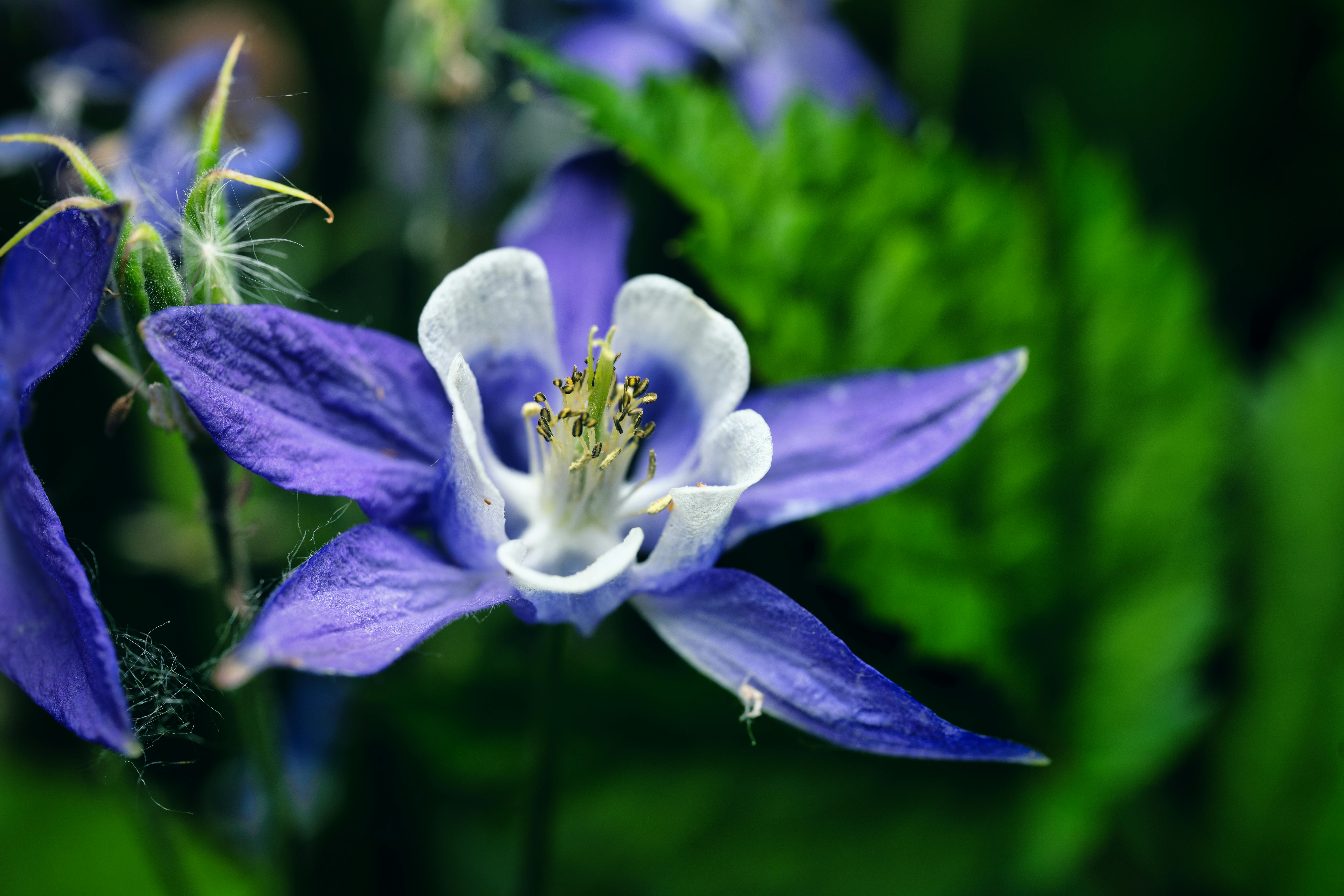 Blue Flower in Close-up Shot · Free Stock Photo
