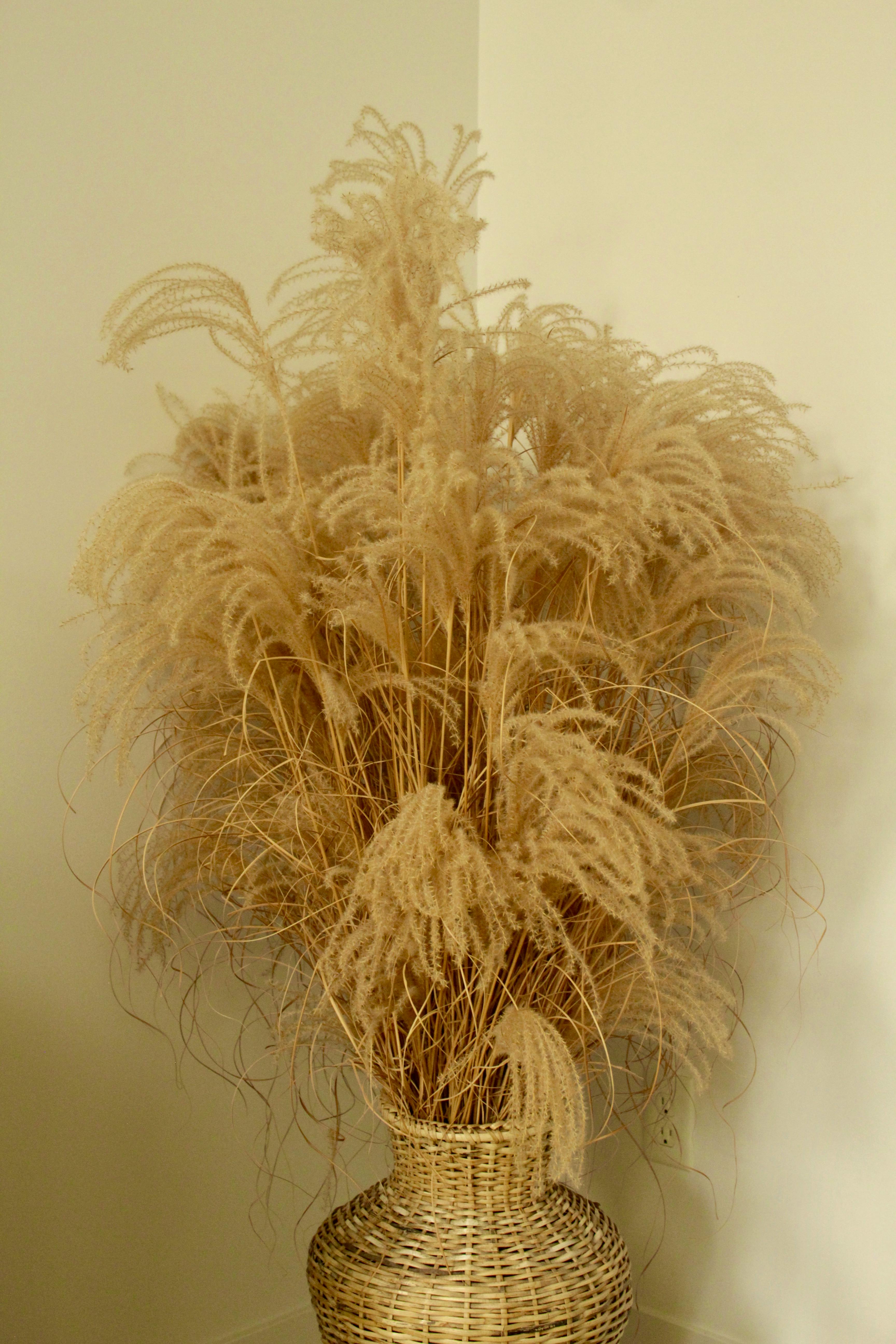 Photo of Dried Reed in a White Vase · Free Stock Photo