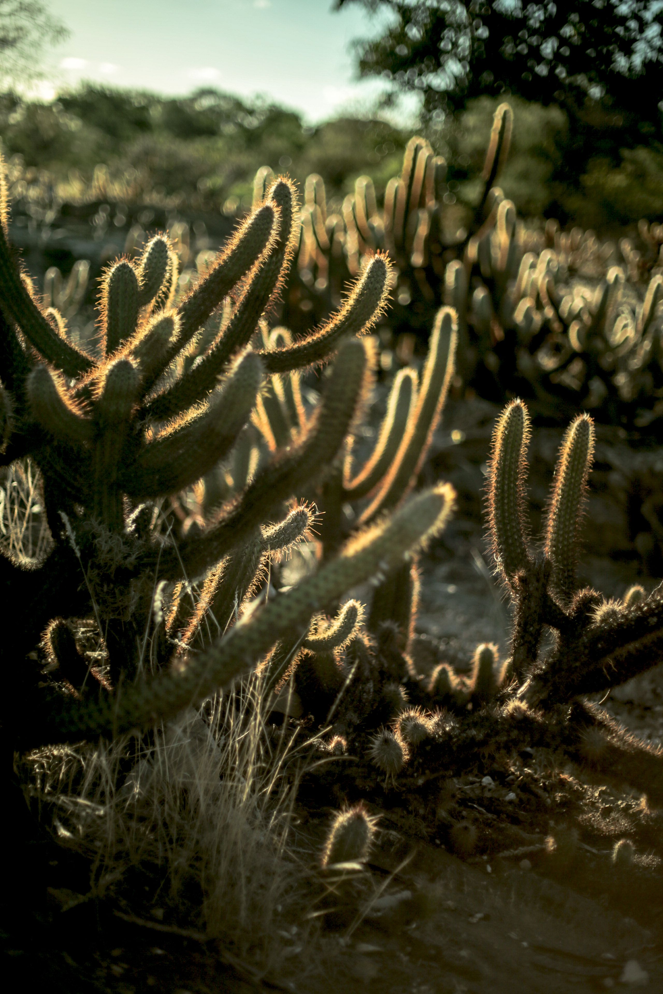 Cacti Growing in the Desert · Free Stock Photo