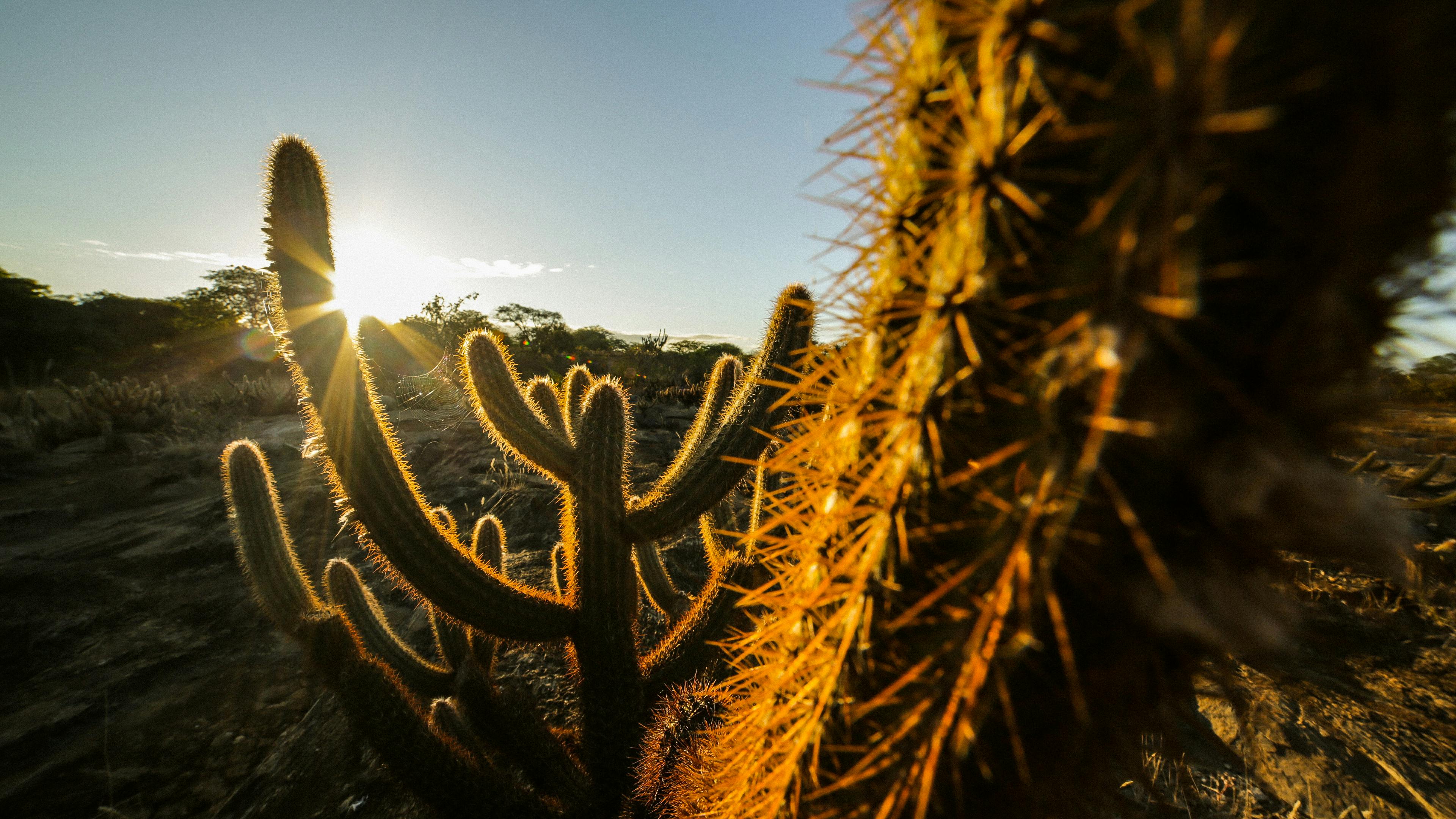 Plants Foreground Photos, Download The BEST Free Plants Foreground ...