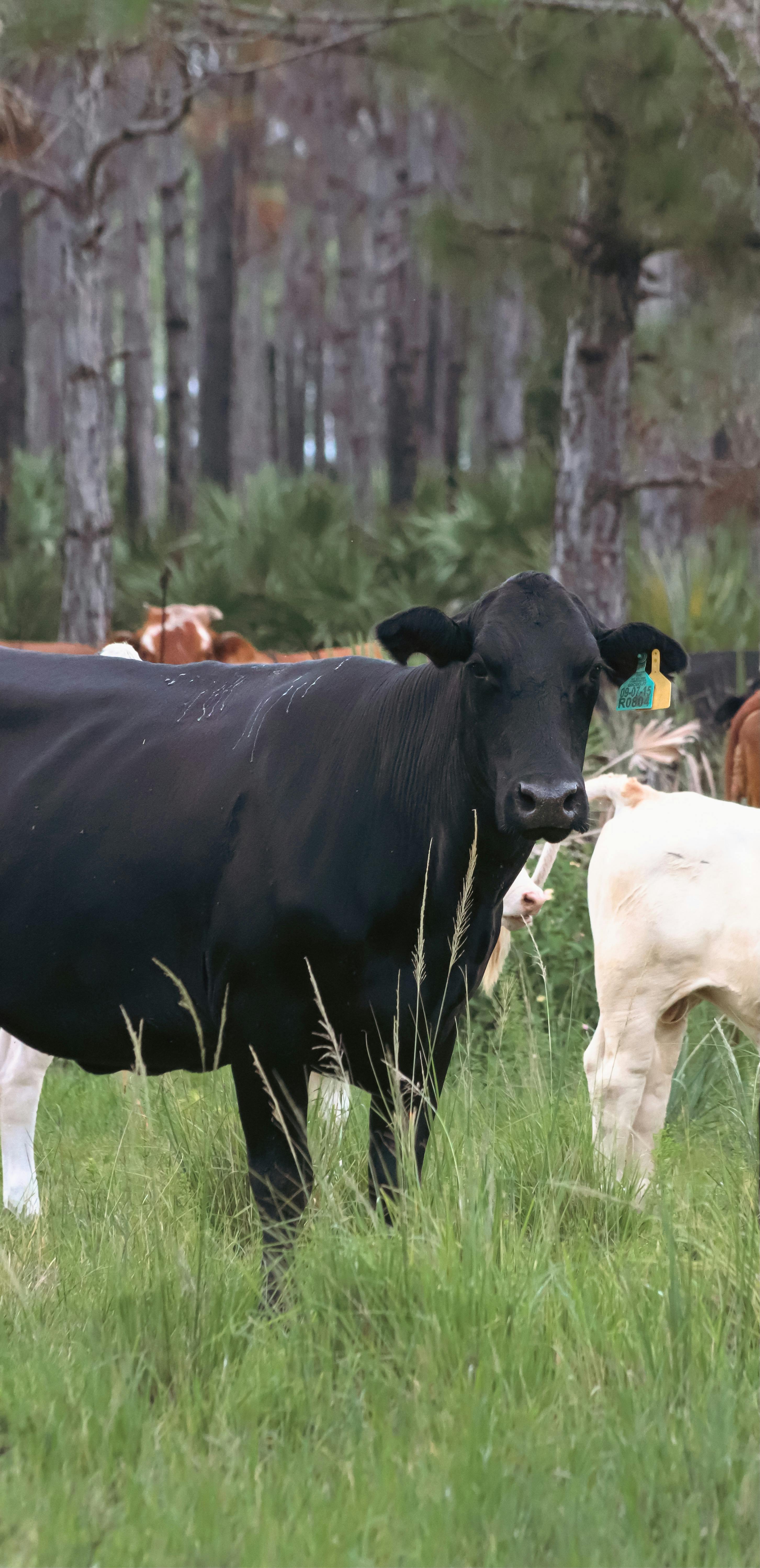 Black Cow Photos, Download The BEST Free Black Cow Stock Photos & HD Images