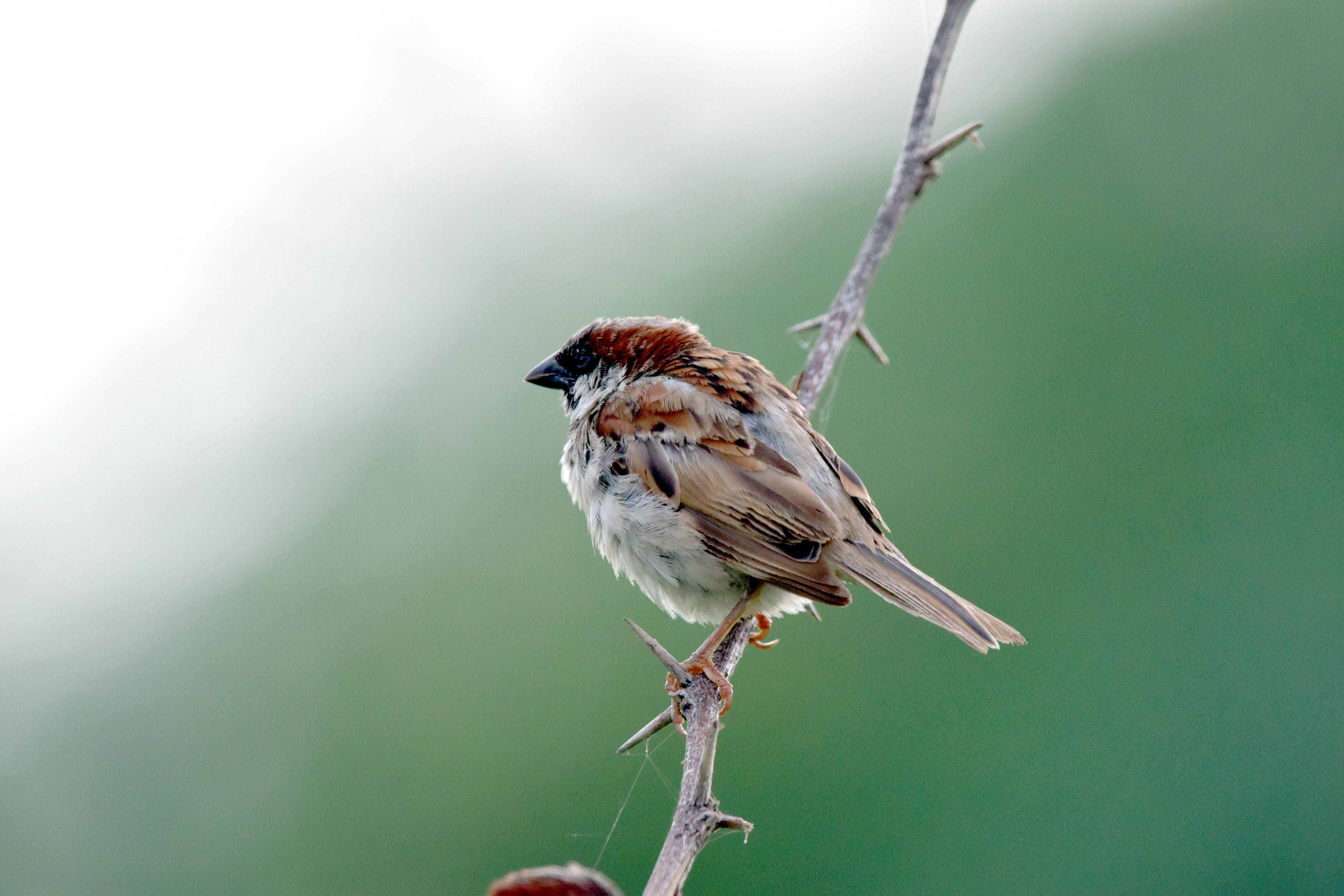 A Close-Up Shot of a Sparrow on a Tree Branch · Free Stock Photo
