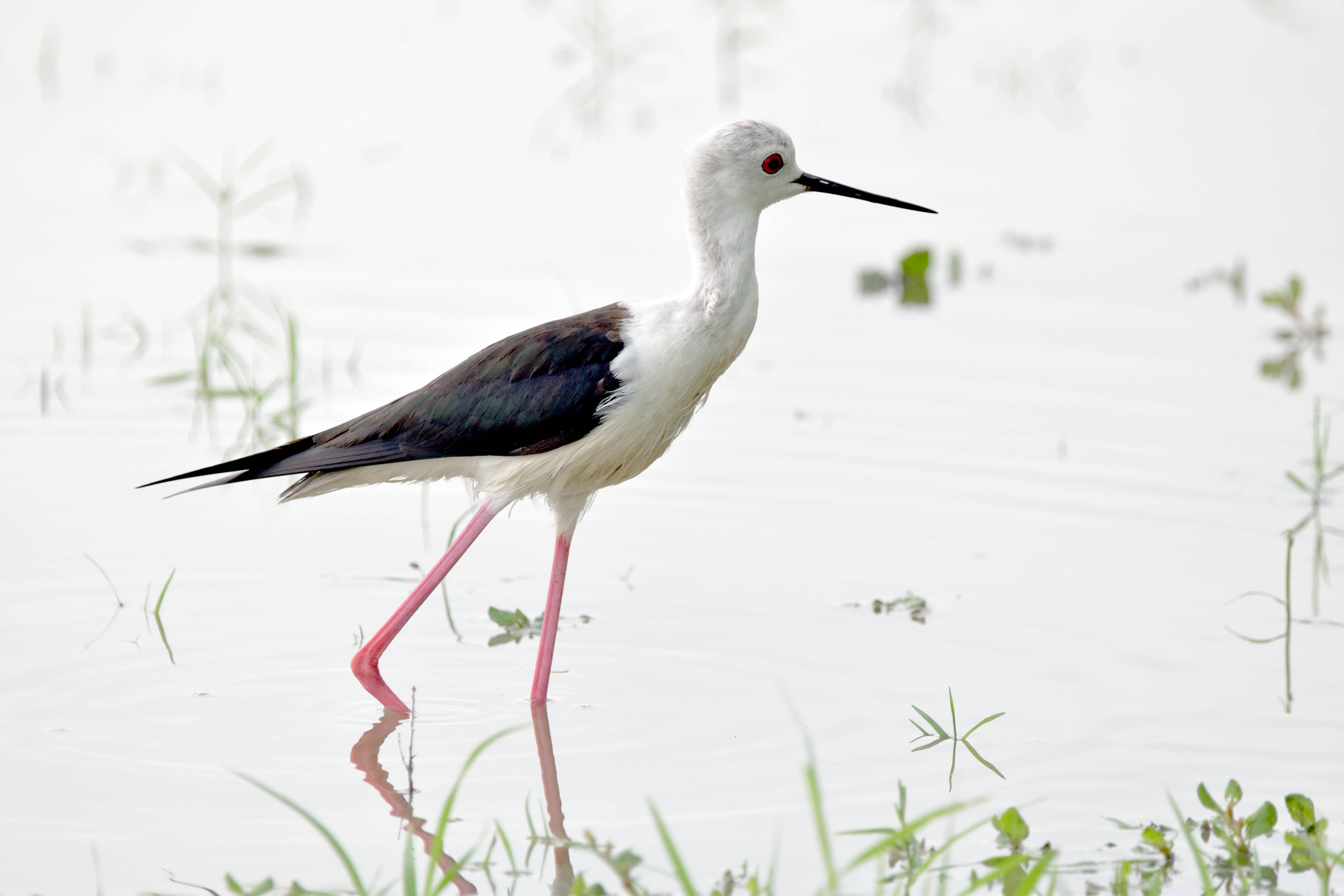 Wader Water Photos, Download The BEST Free Wader Water Stock Photos ...