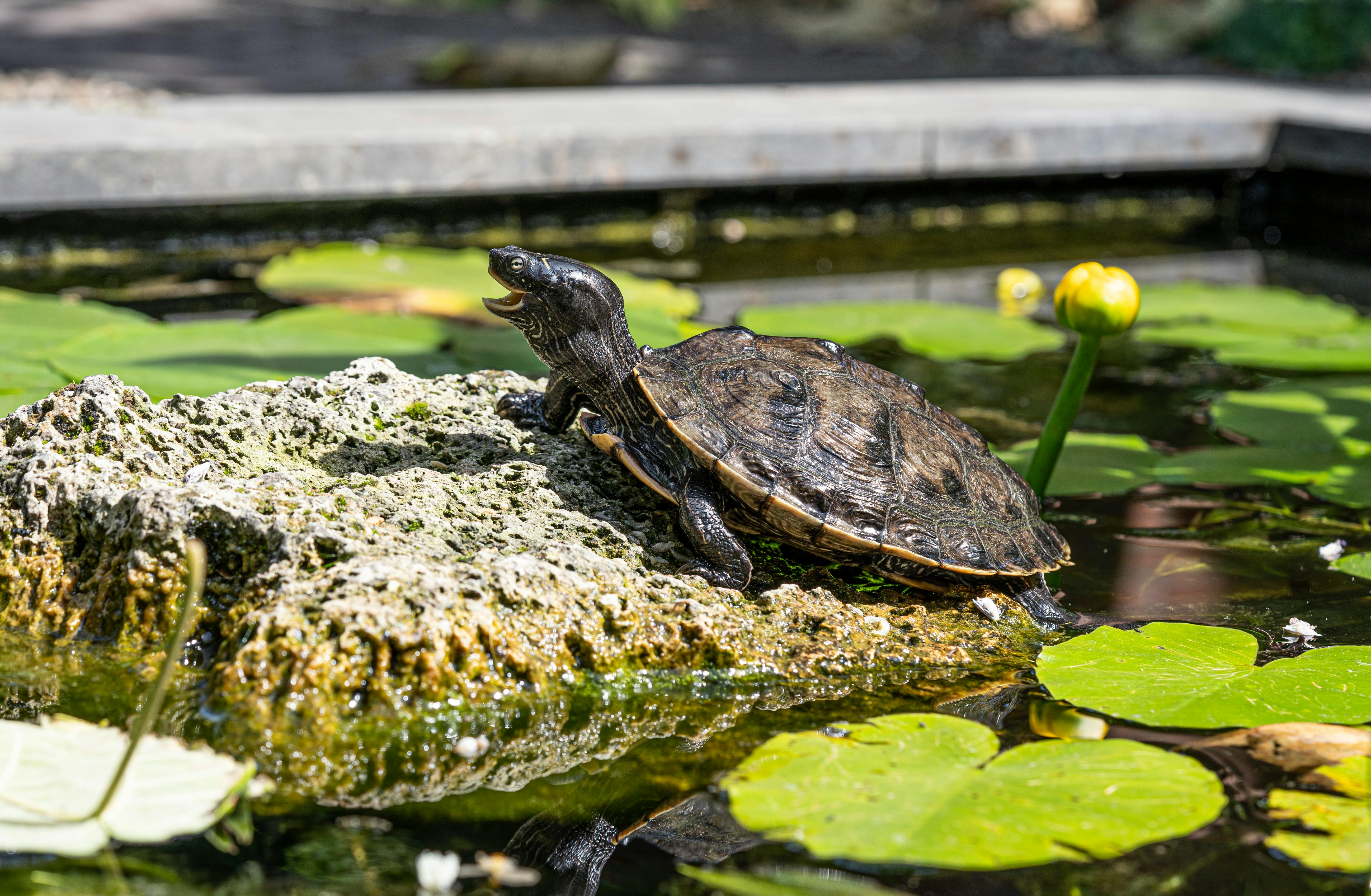 Turtles Mating in Zoo · Free Stock Photo