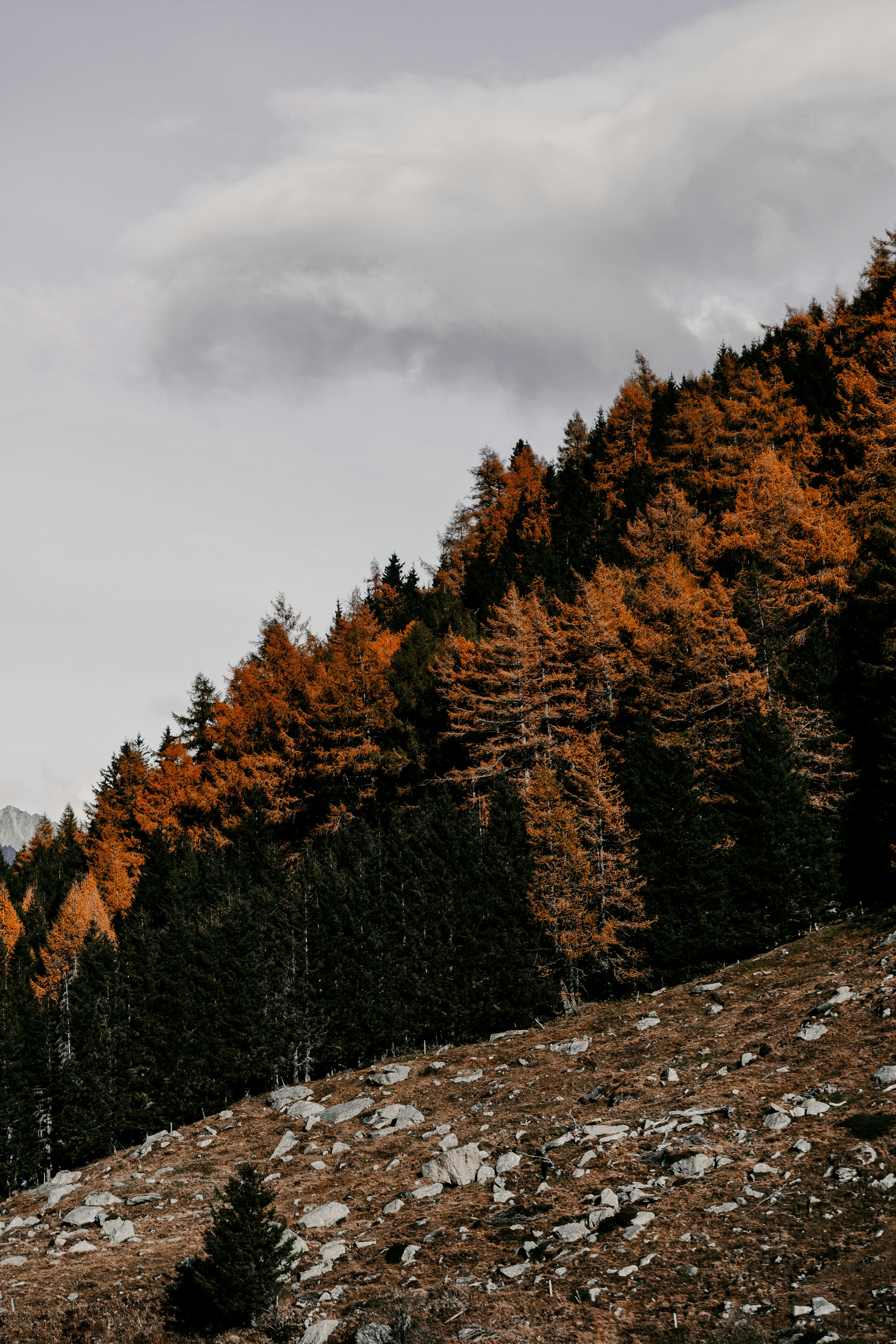 Brown Trees Under Gray Sky · Free Stock Photo