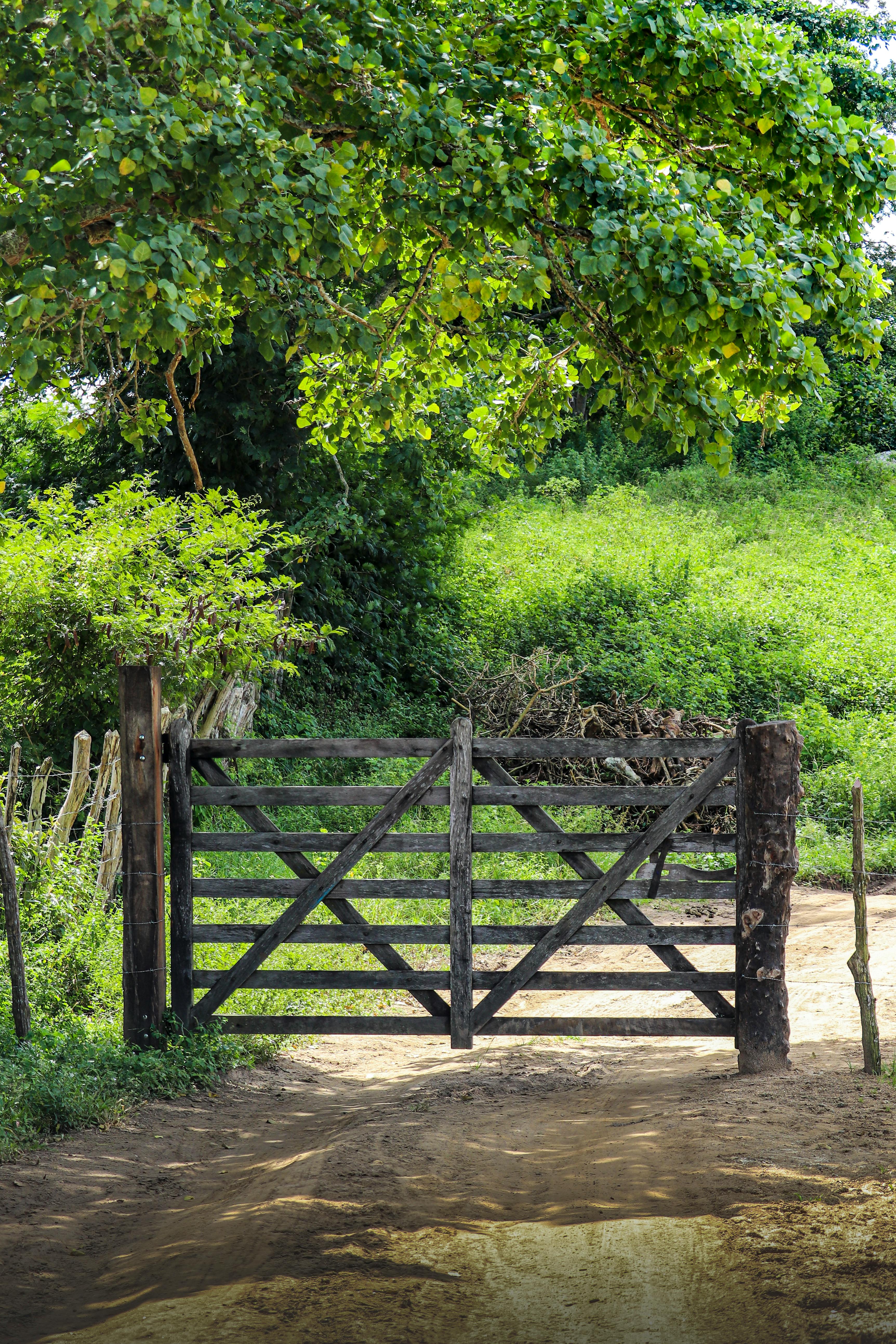 Wooden Gate Near Green Tree and Green Plants · Free Stock Photo