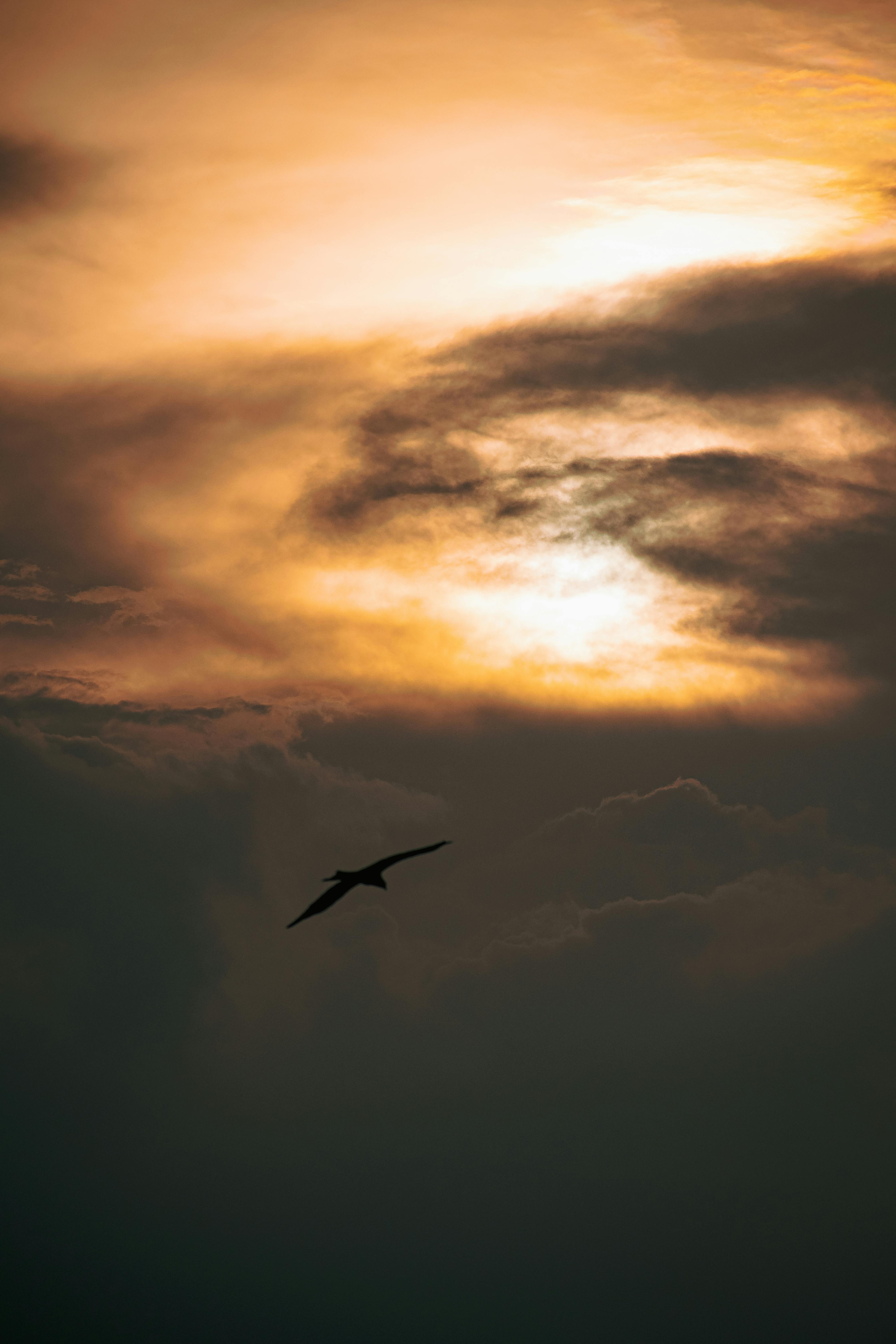 Silhouette of Bird Flying Under Blue Sky · Free Stock Photo