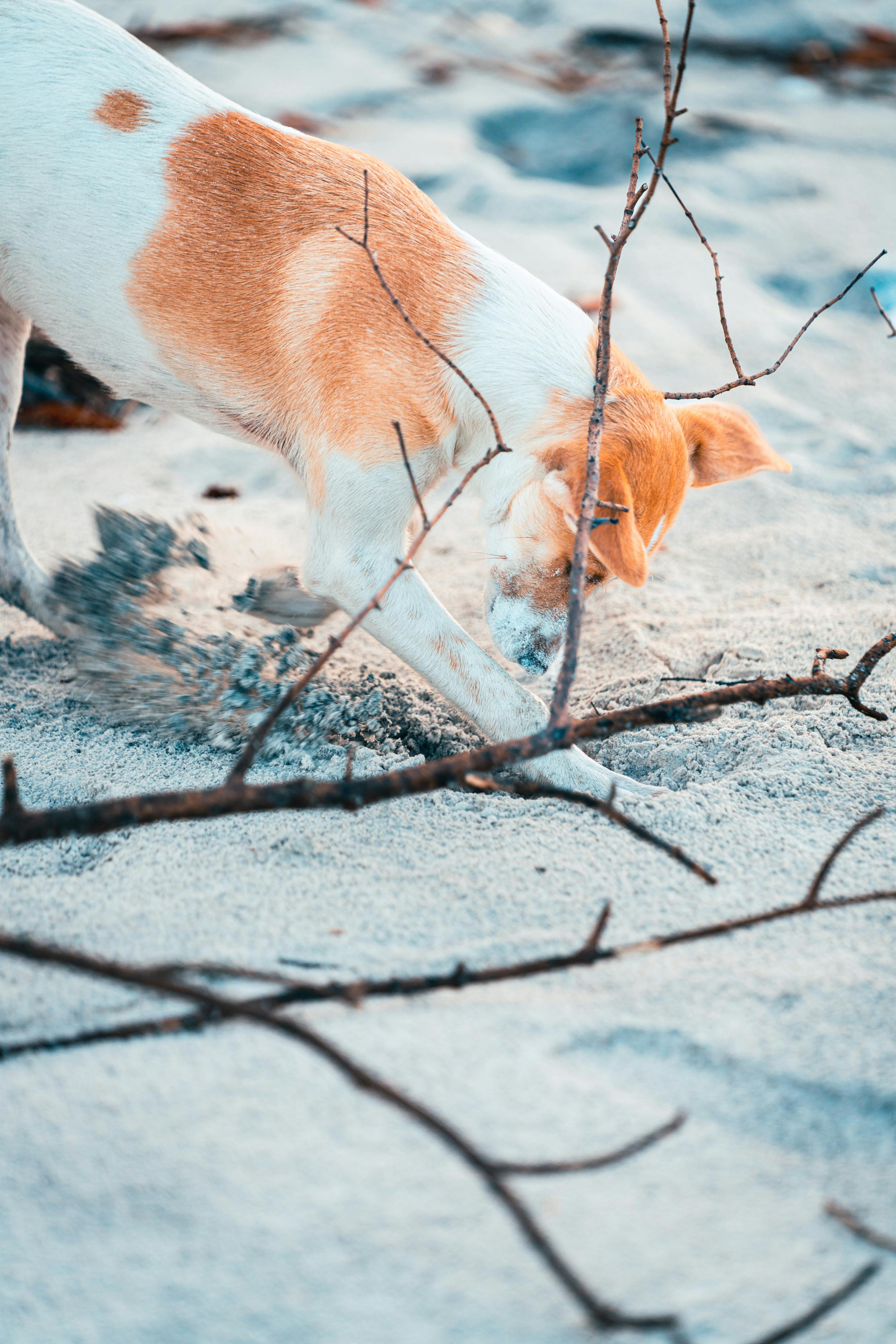 Dog Digging Up Bones Photos, Download The BEST Free Dog Digging Up ...