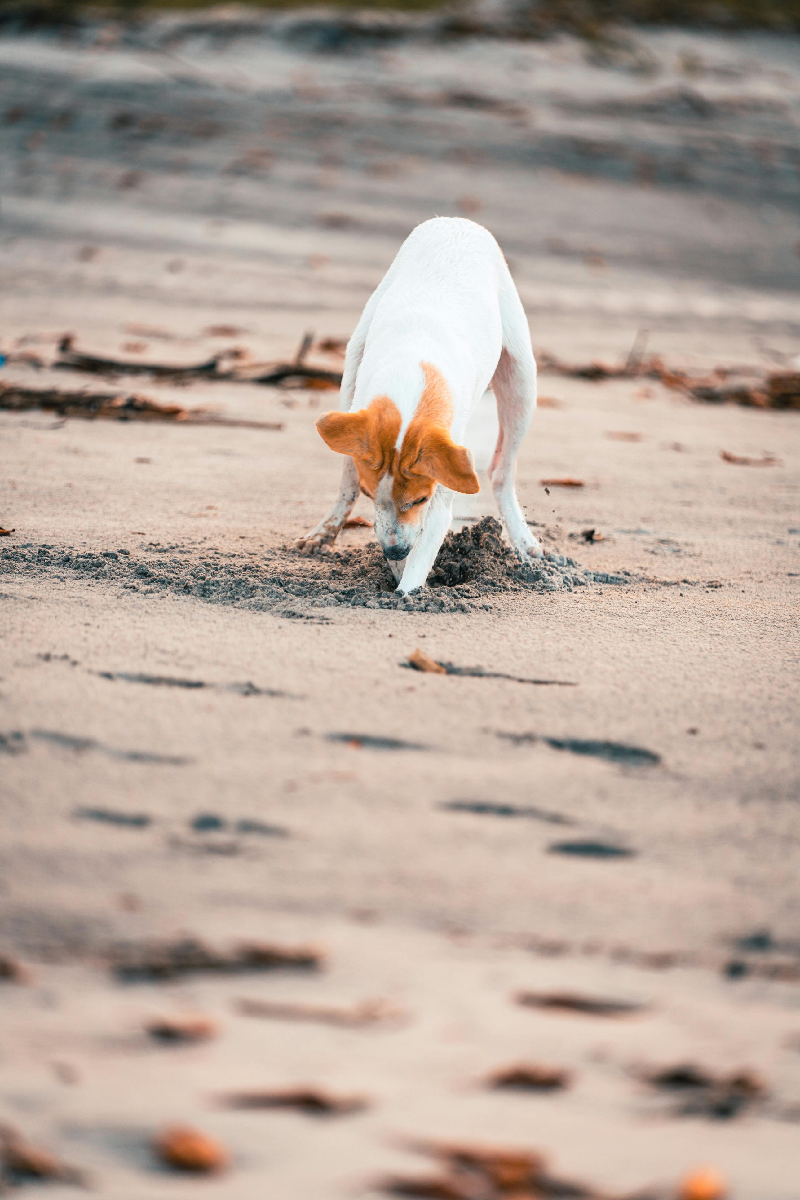 Dog Digging Photos, Download The BEST Free Dog Digging Stock Photos ...