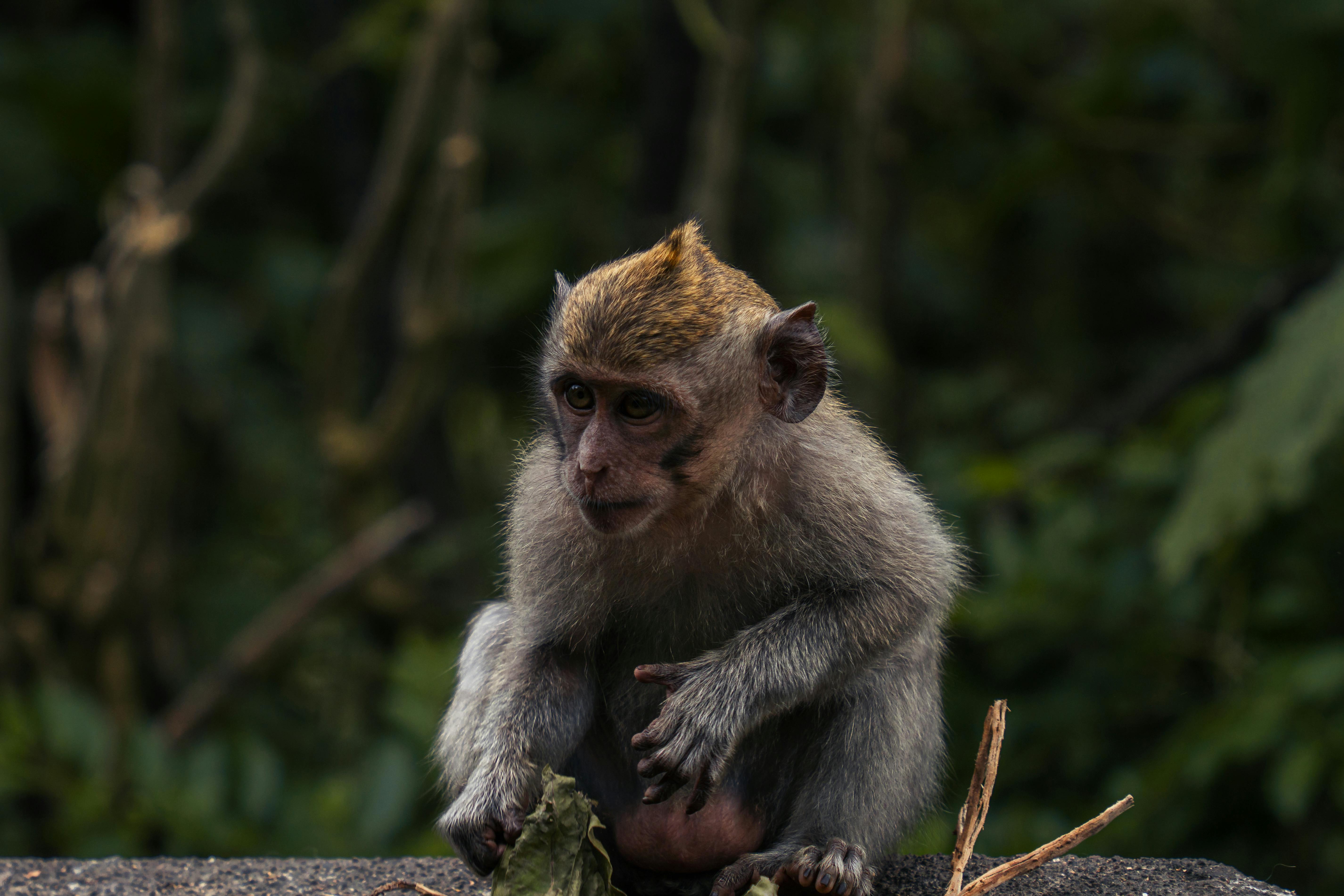 Photo Of Monkey · Free Stock Photo