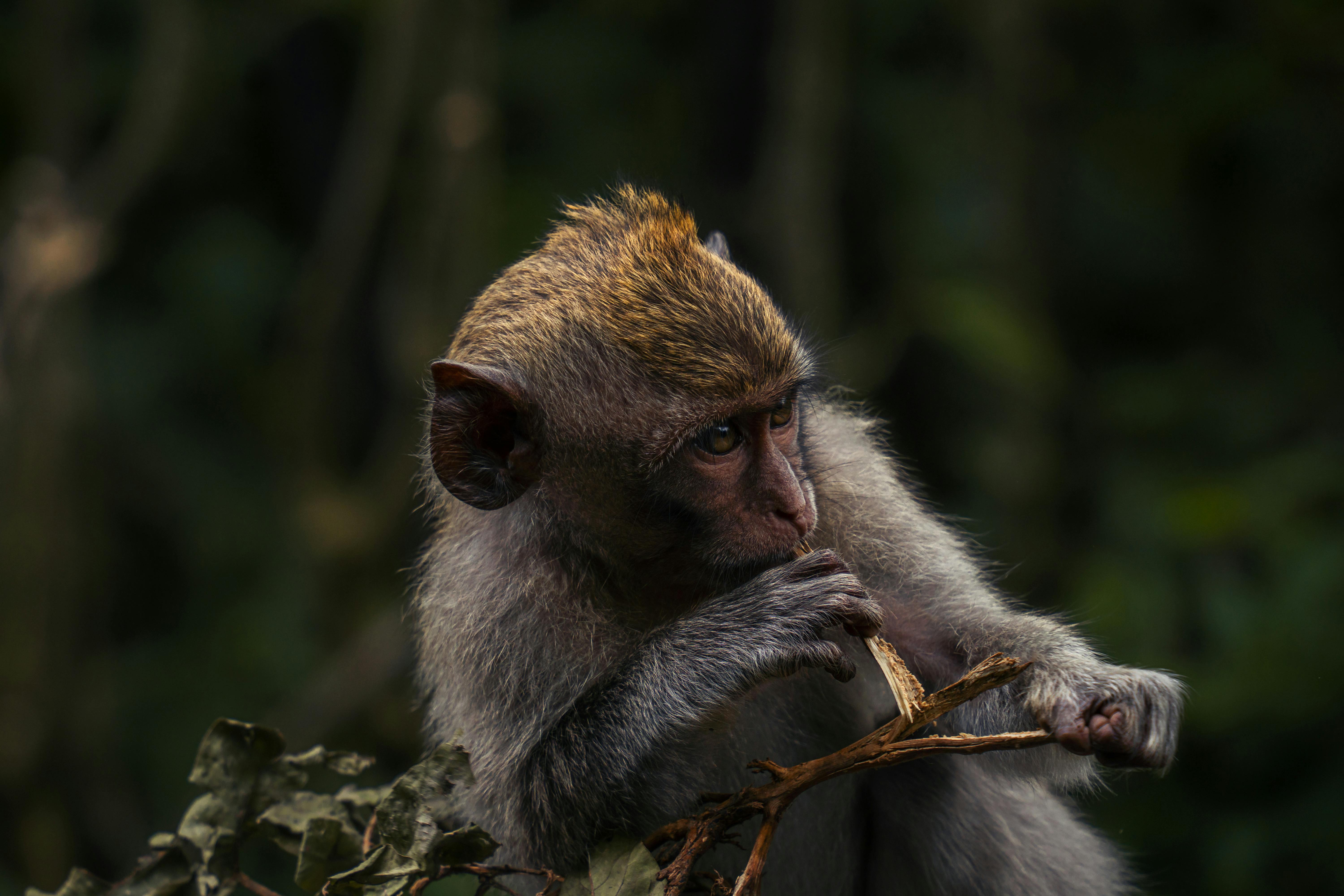 Close-Up Shot of a Monkey · Free Stock Photo